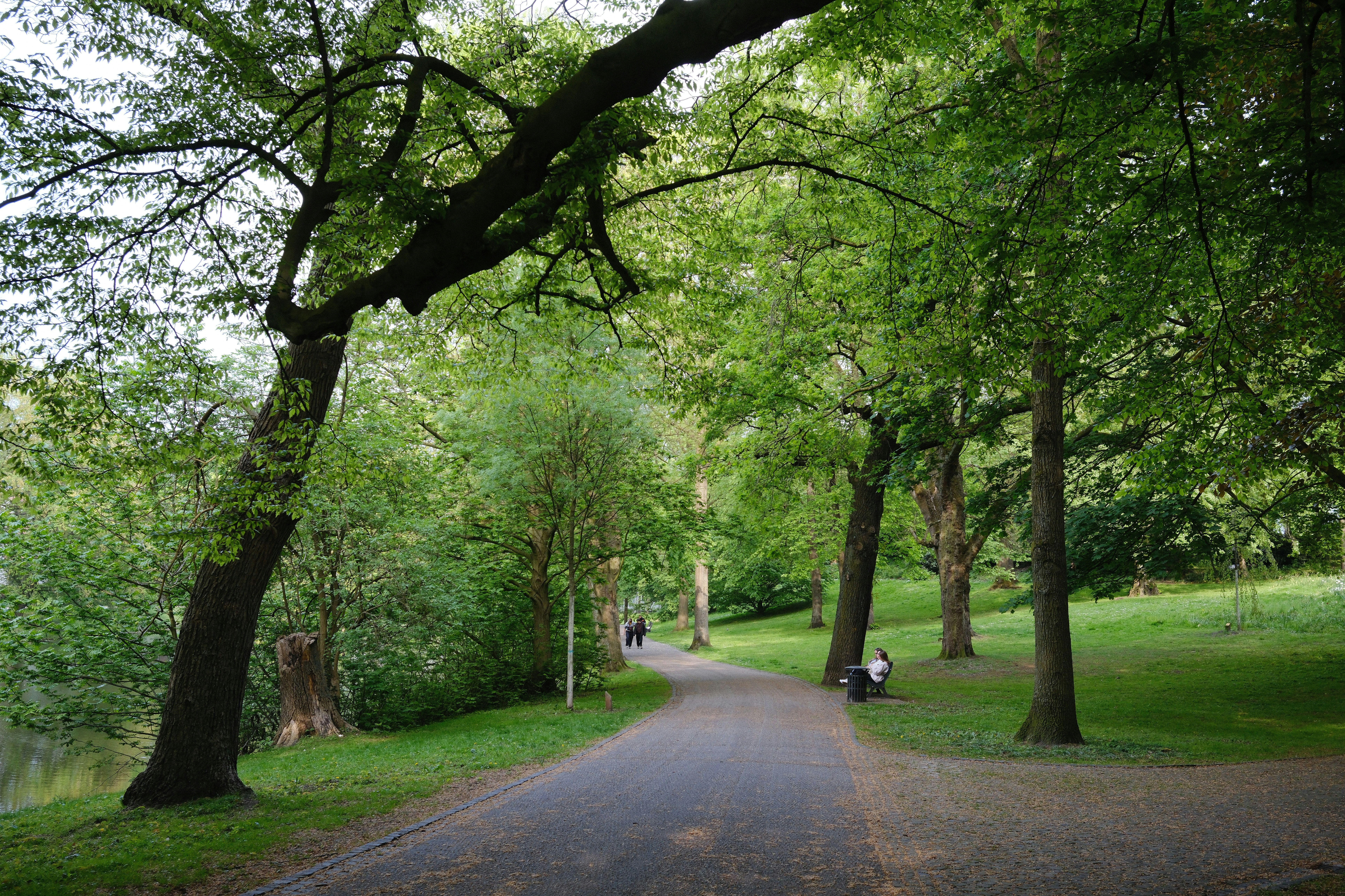 Serene Park Pathway Surrounded by Verdant Trees