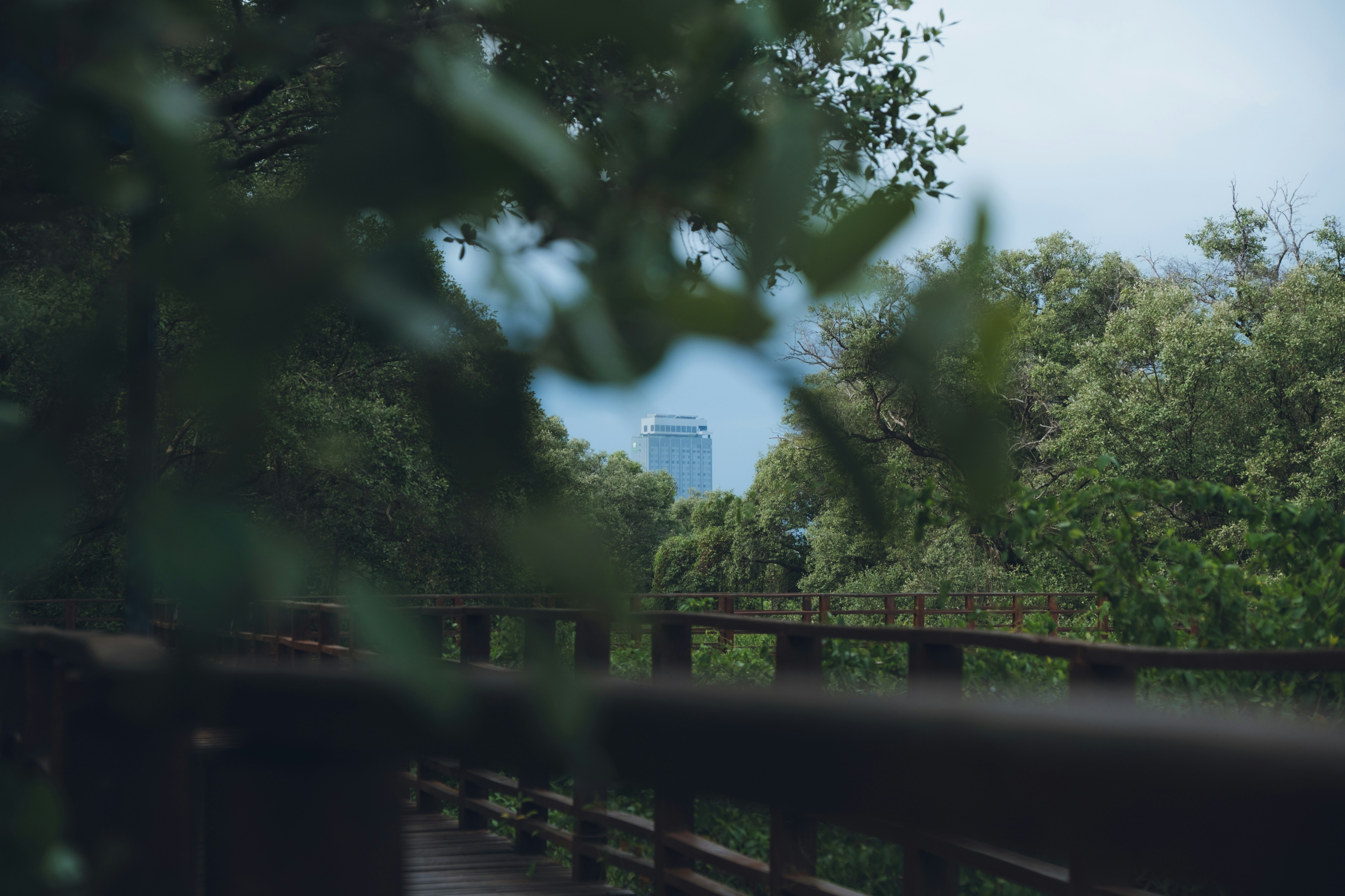 A Quiet Bridge Framing a City Mystery