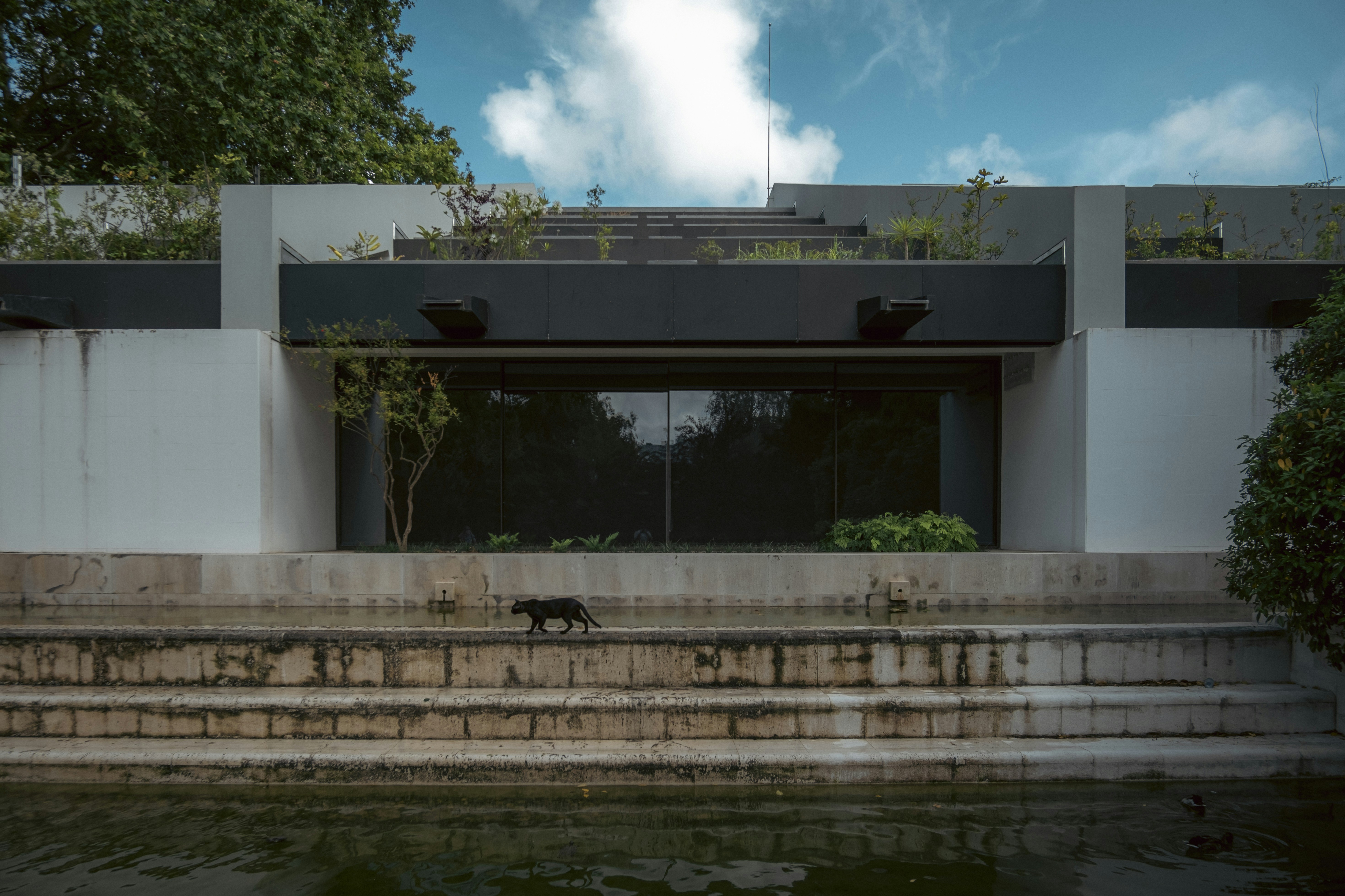 Monolithic Modernity: A lone bear traverses the terrace of a stark glass-and-concrete residence