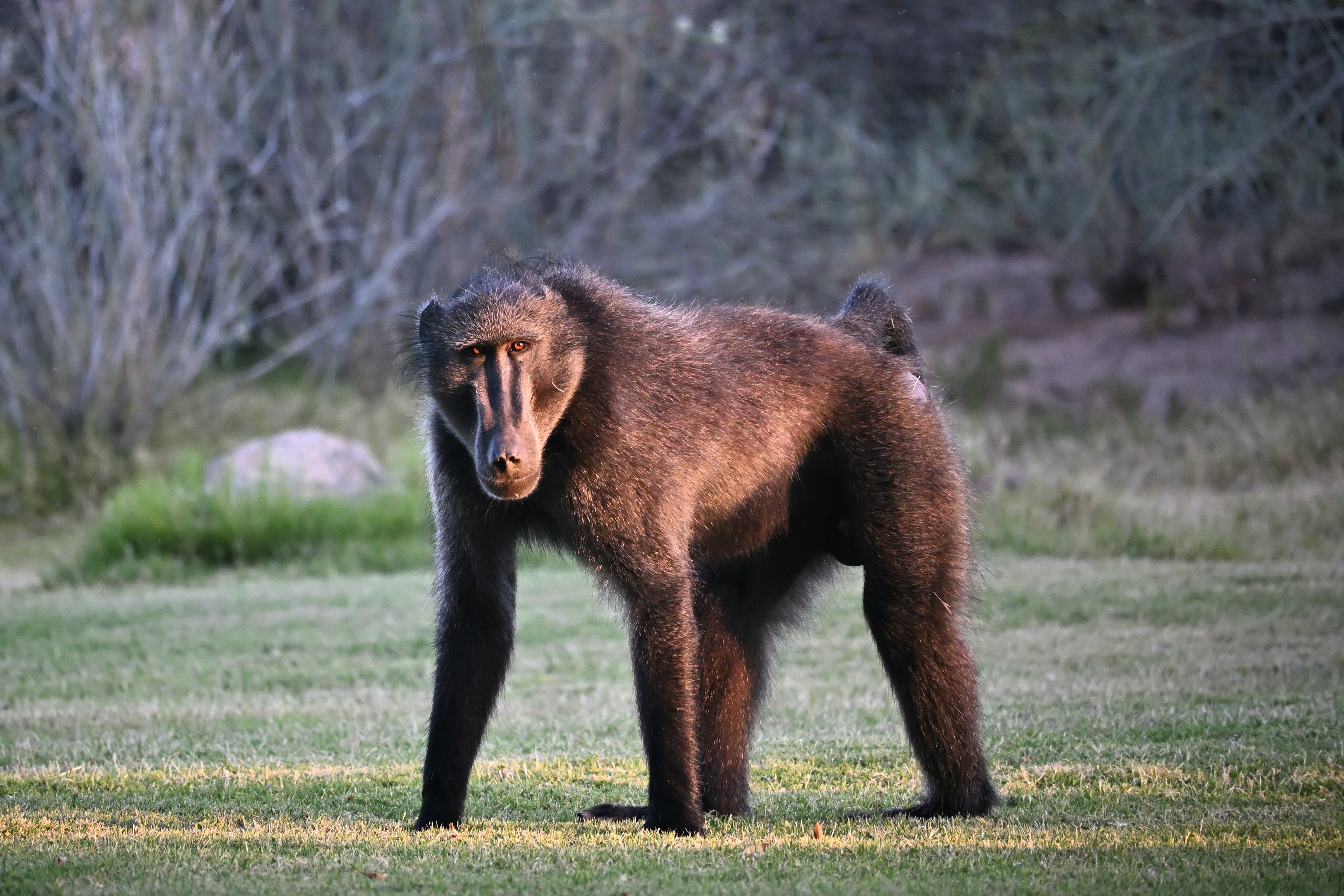 Earth-toned Bear Stance on Sunlit Grass