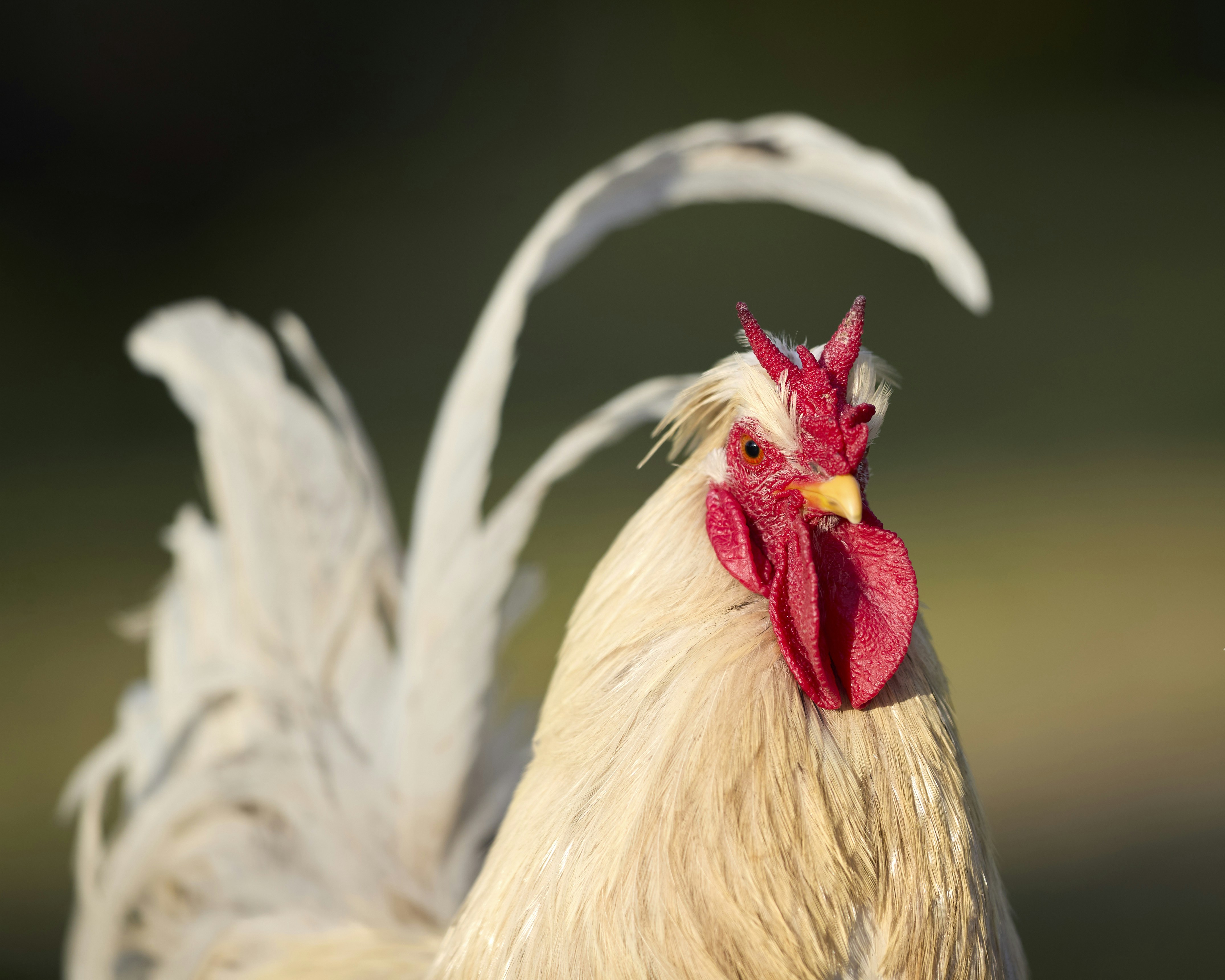 Rooster Portrait: Regal Crest in Crisp Backlight