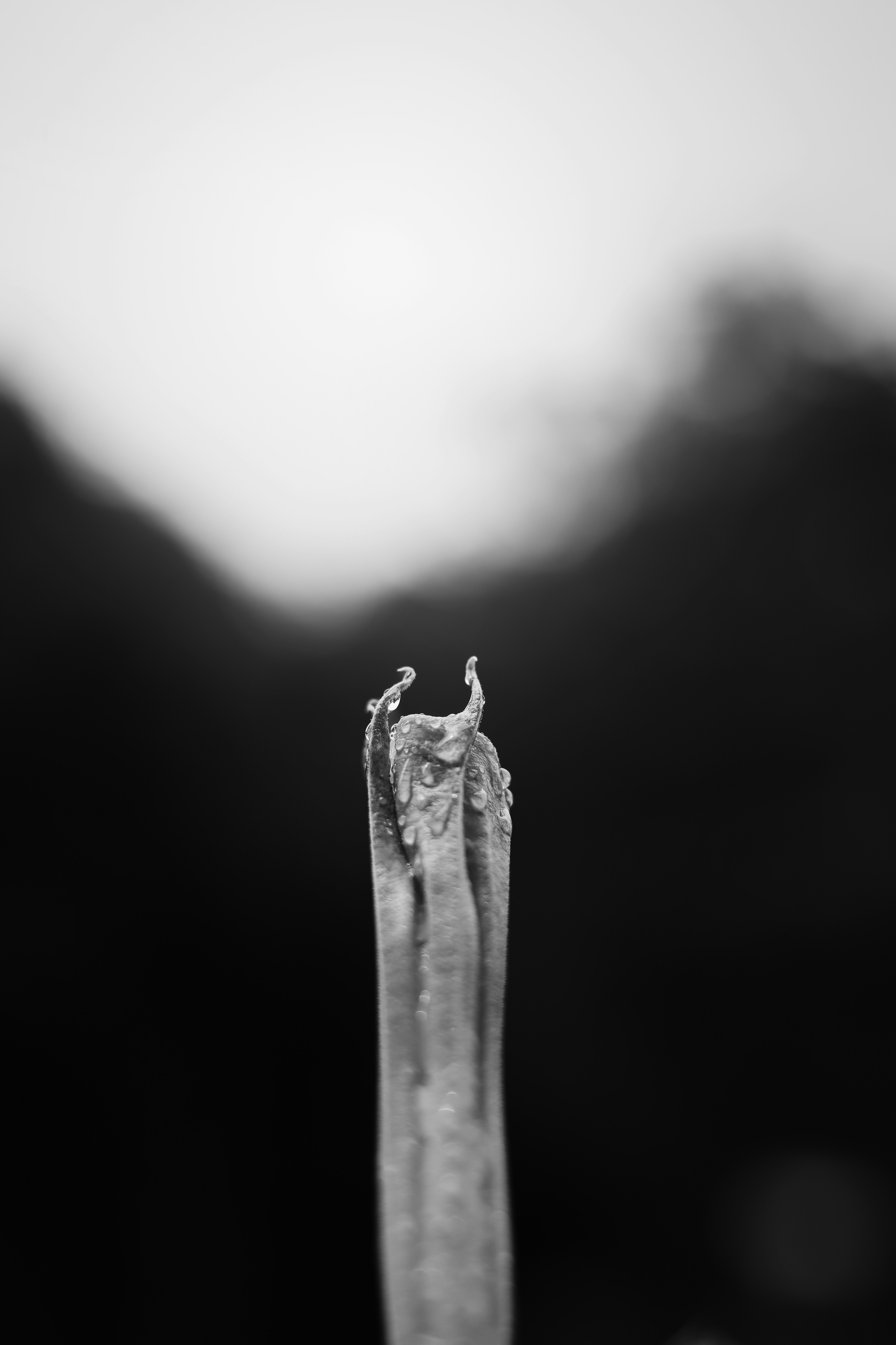 The Silent Bloom: A Closer Look at a Tiny Petal Torch