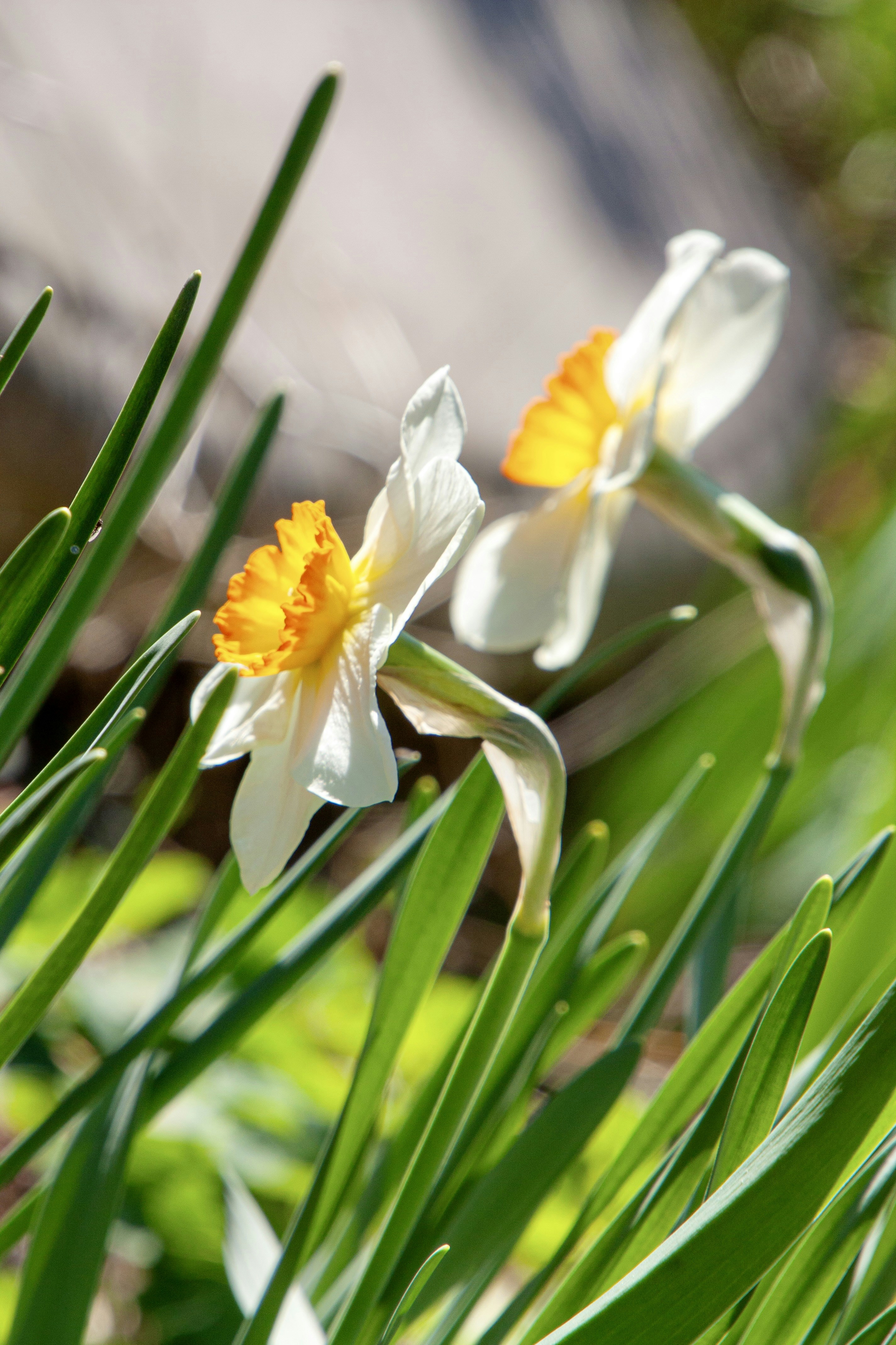 Two white daffodils with orange corona peeking through green blades