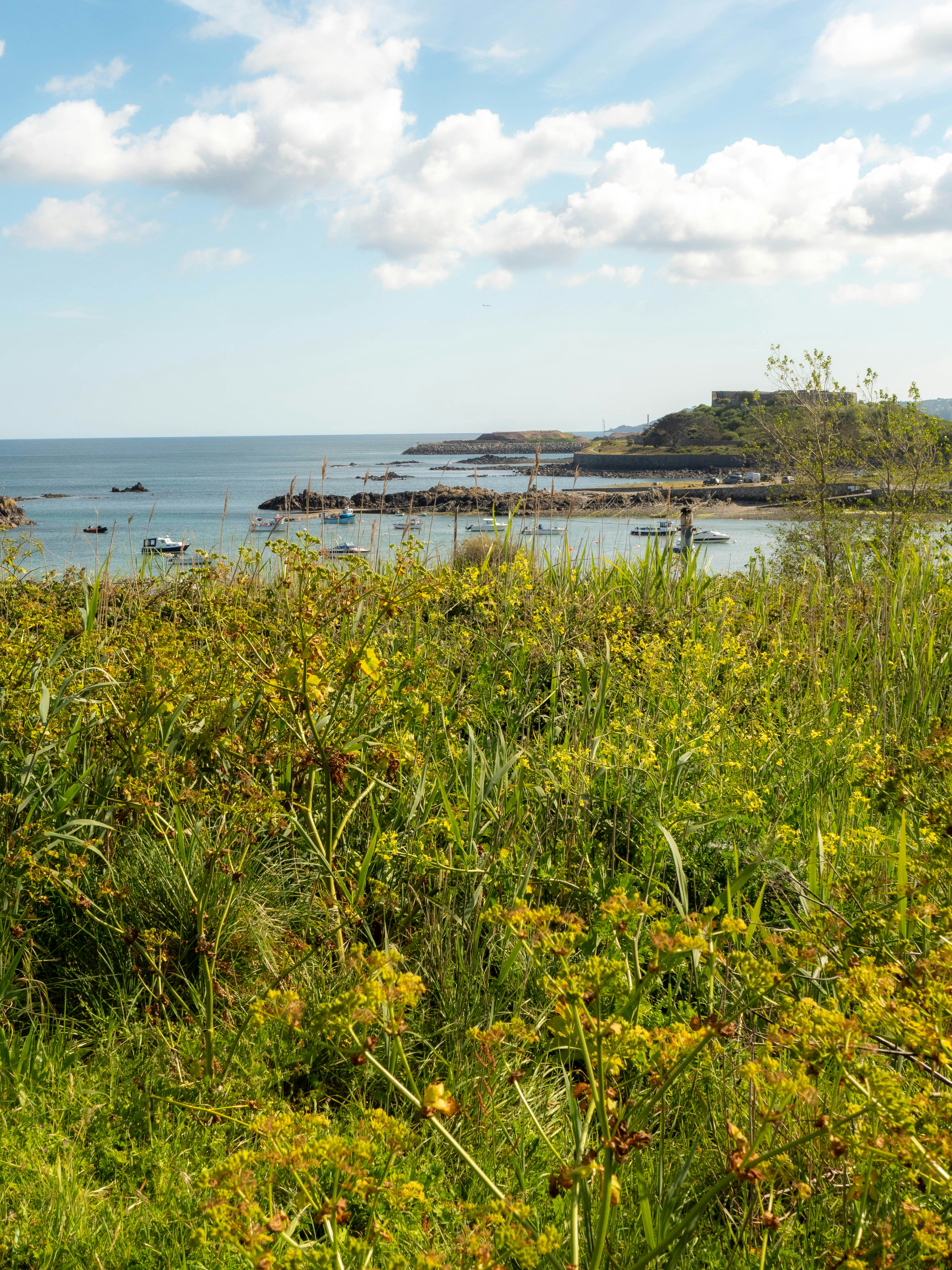 Bright Coastal Bloom: Sea, Stone and Spring Grass