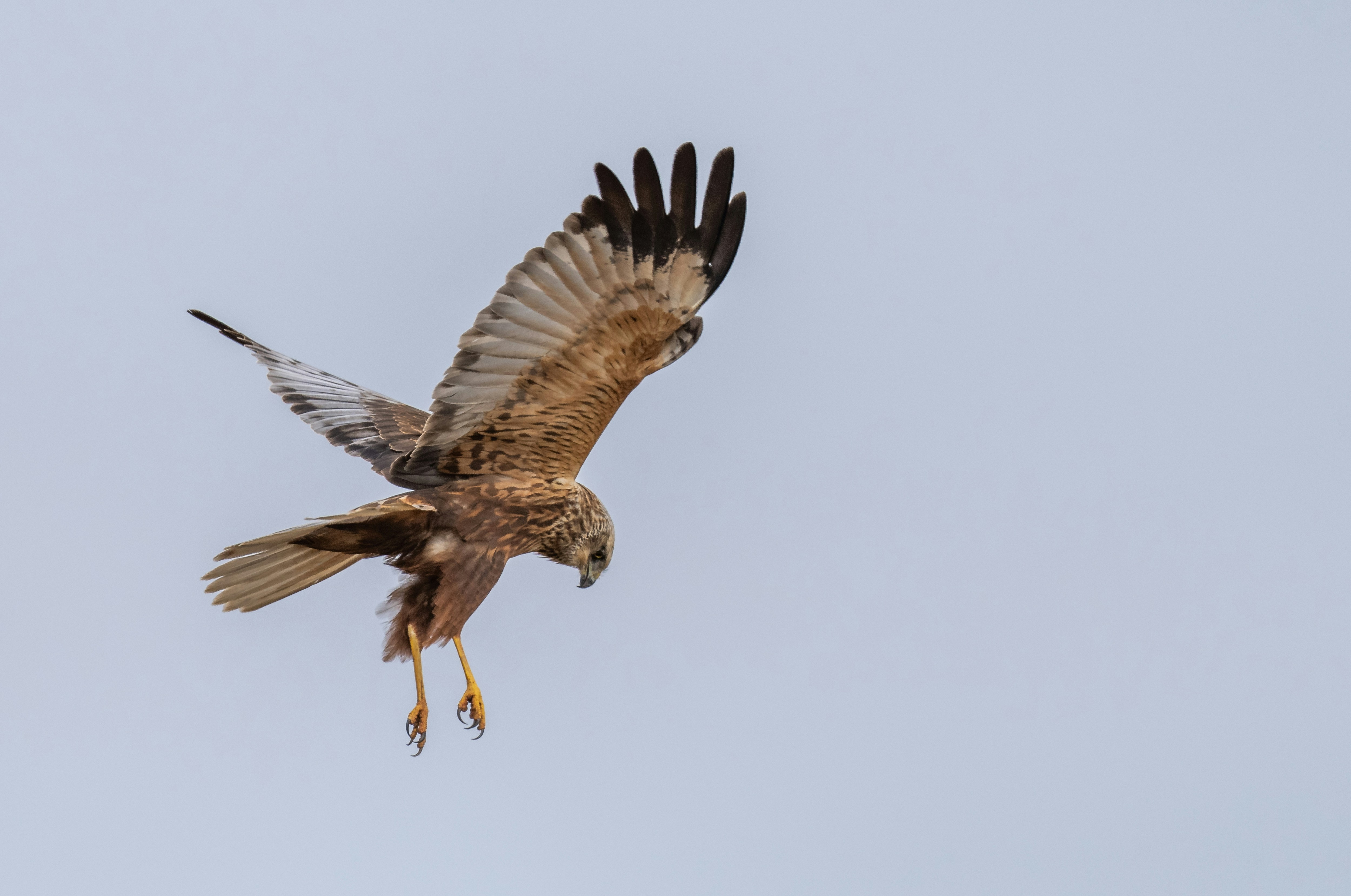 Raptor in Descent: Focused on a Mid-Flight Gaze