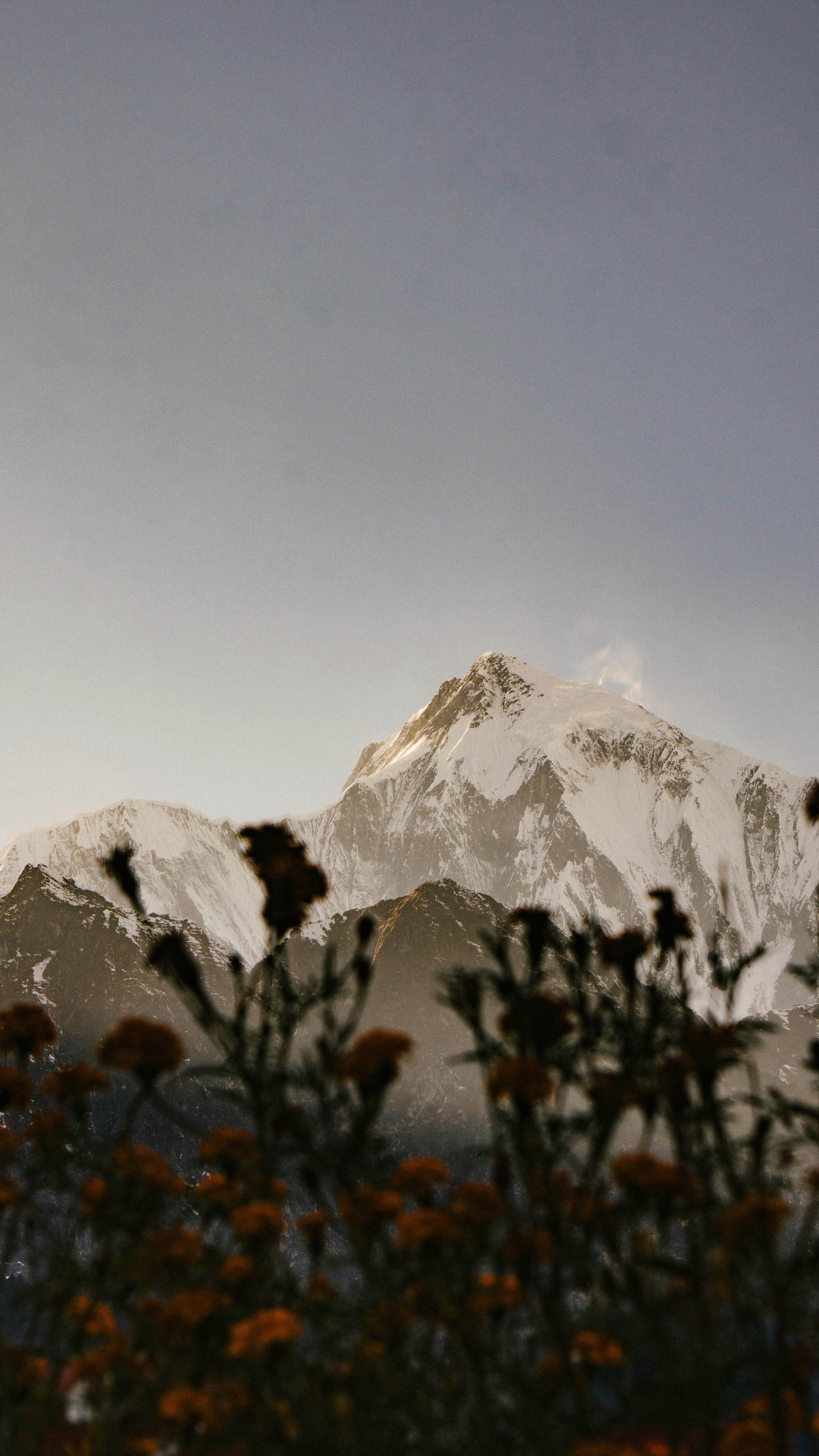 Snow-Crowned Peak Behind Winter-Flower Foreground