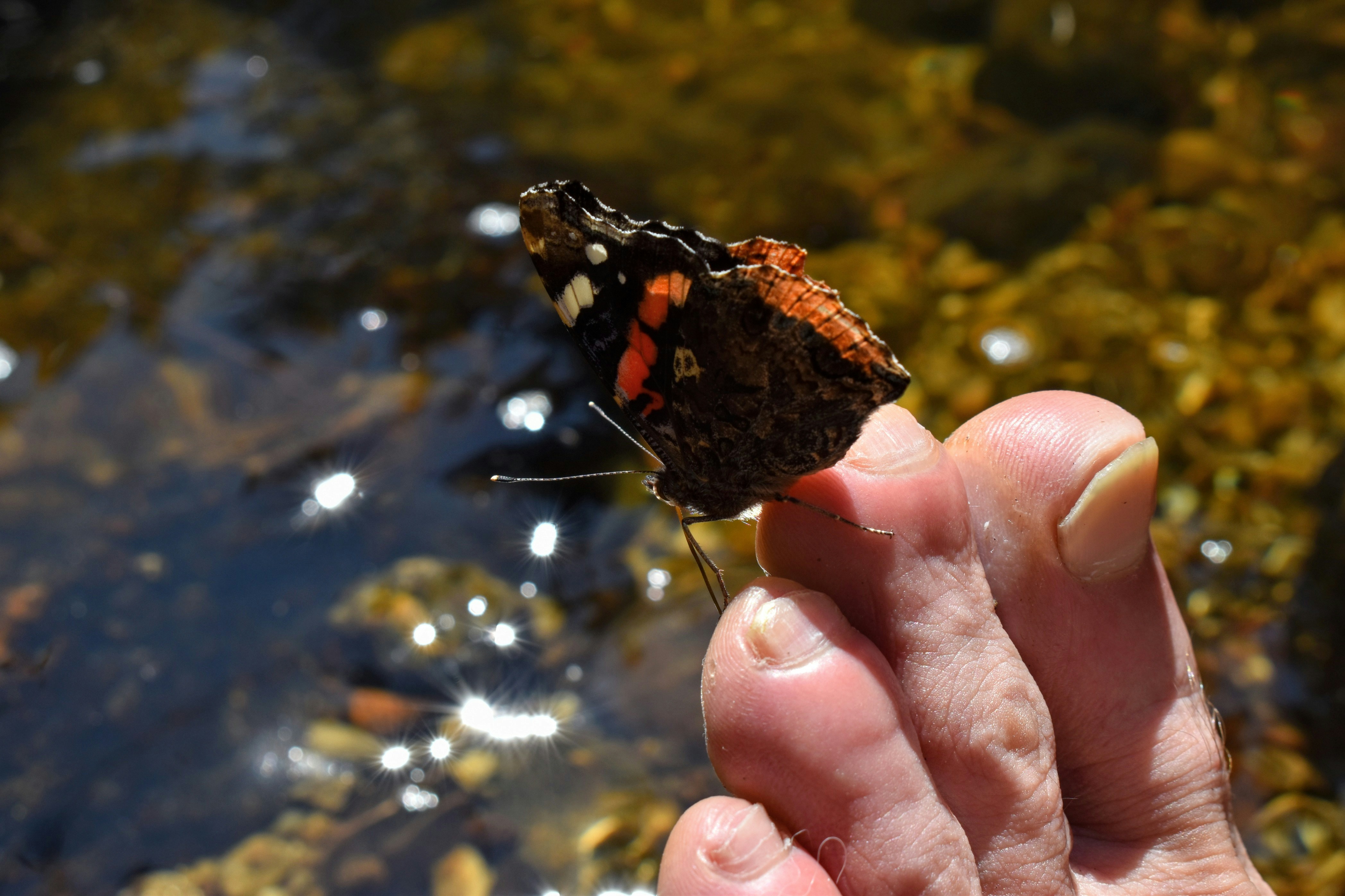 Delicate Red Admiral Resting on a Pin with River Reflections