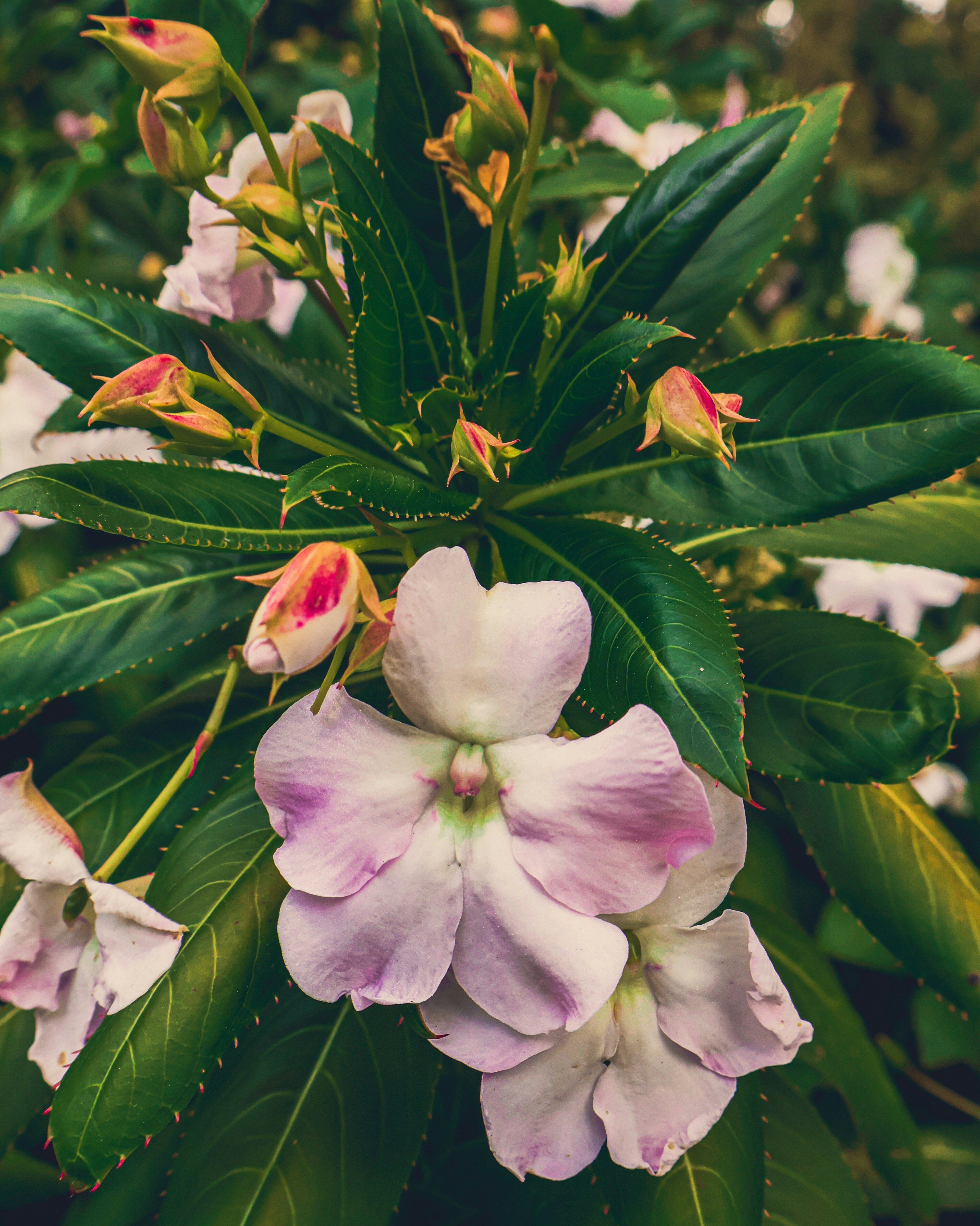 Blossoms in Soft Focus: A Garden Portrait of a Pink-White Flower Cluster