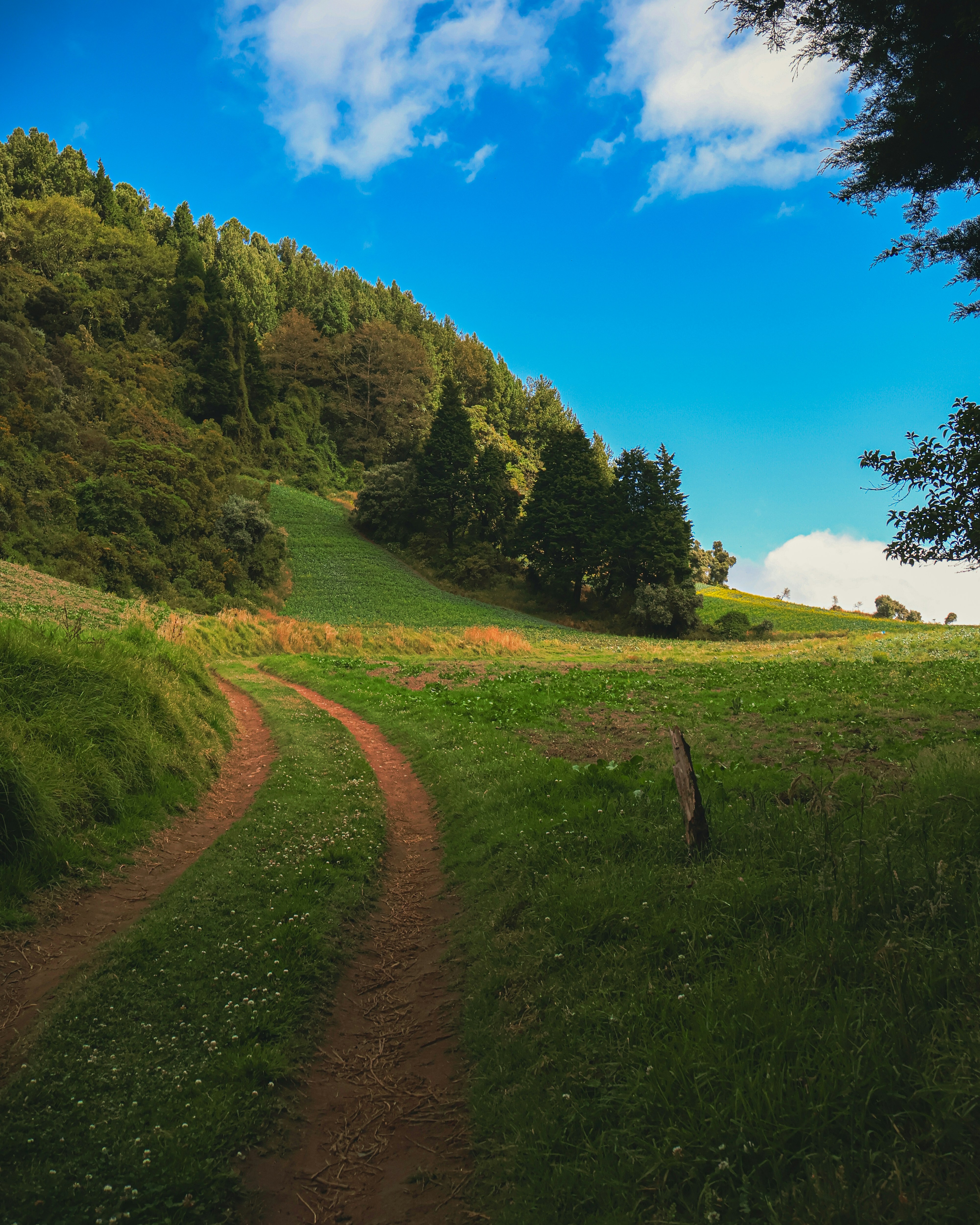 Winding Dirt Path Through Sunlit Meadow
