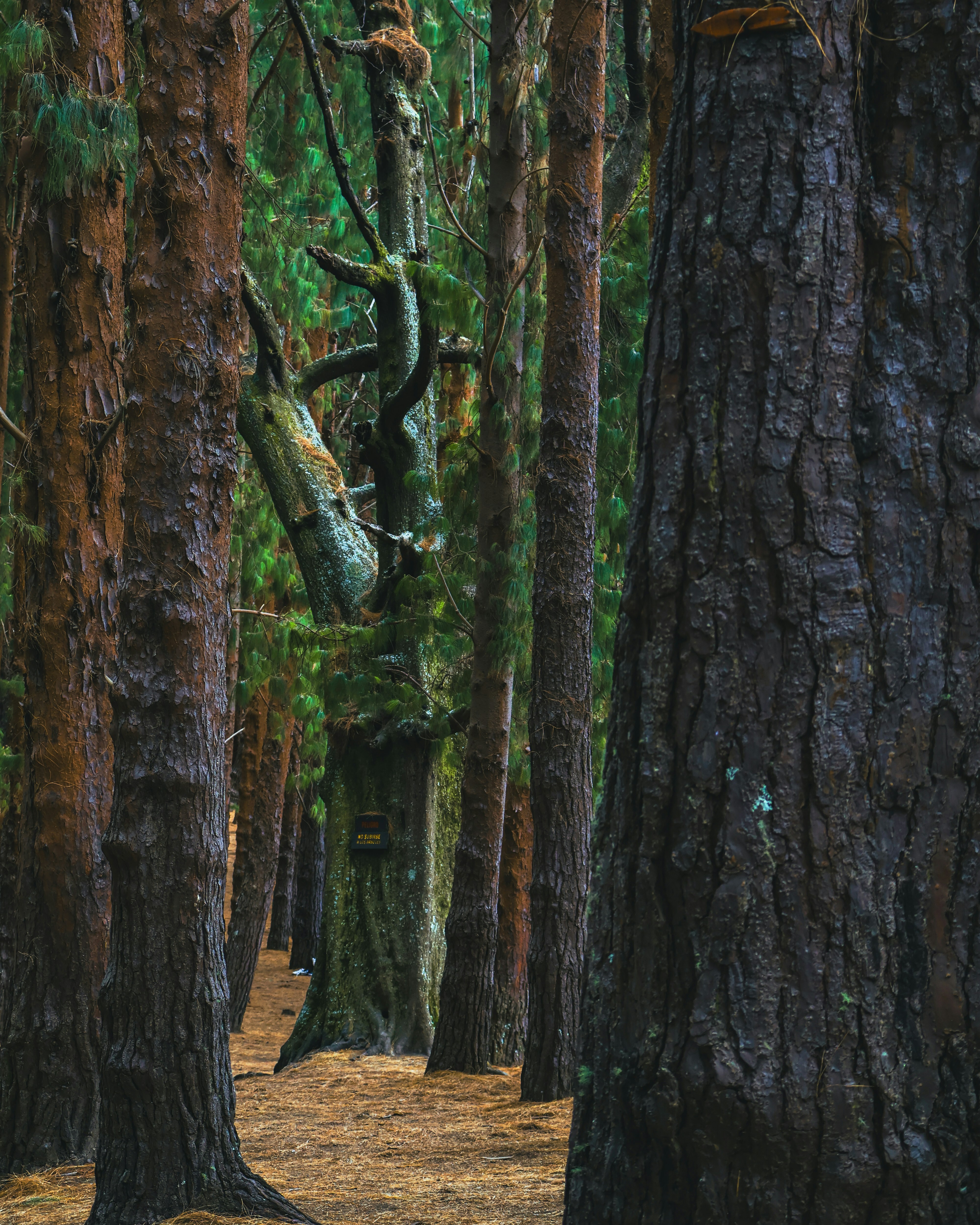 Forest Corridor: Sunlit Path Through Ancient Pines