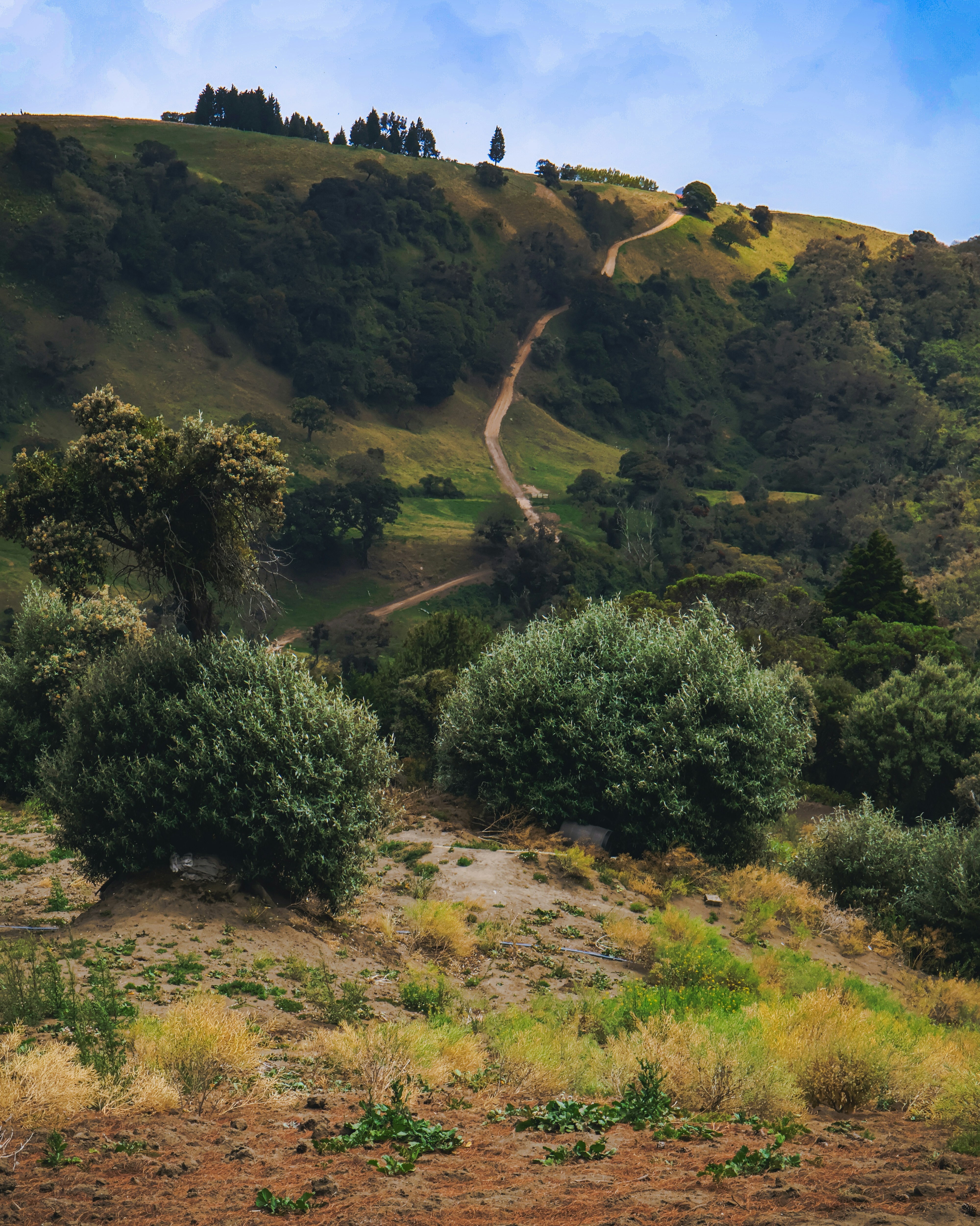 Winding dirt path climbs a sunlit hillside through a patchwork of trees