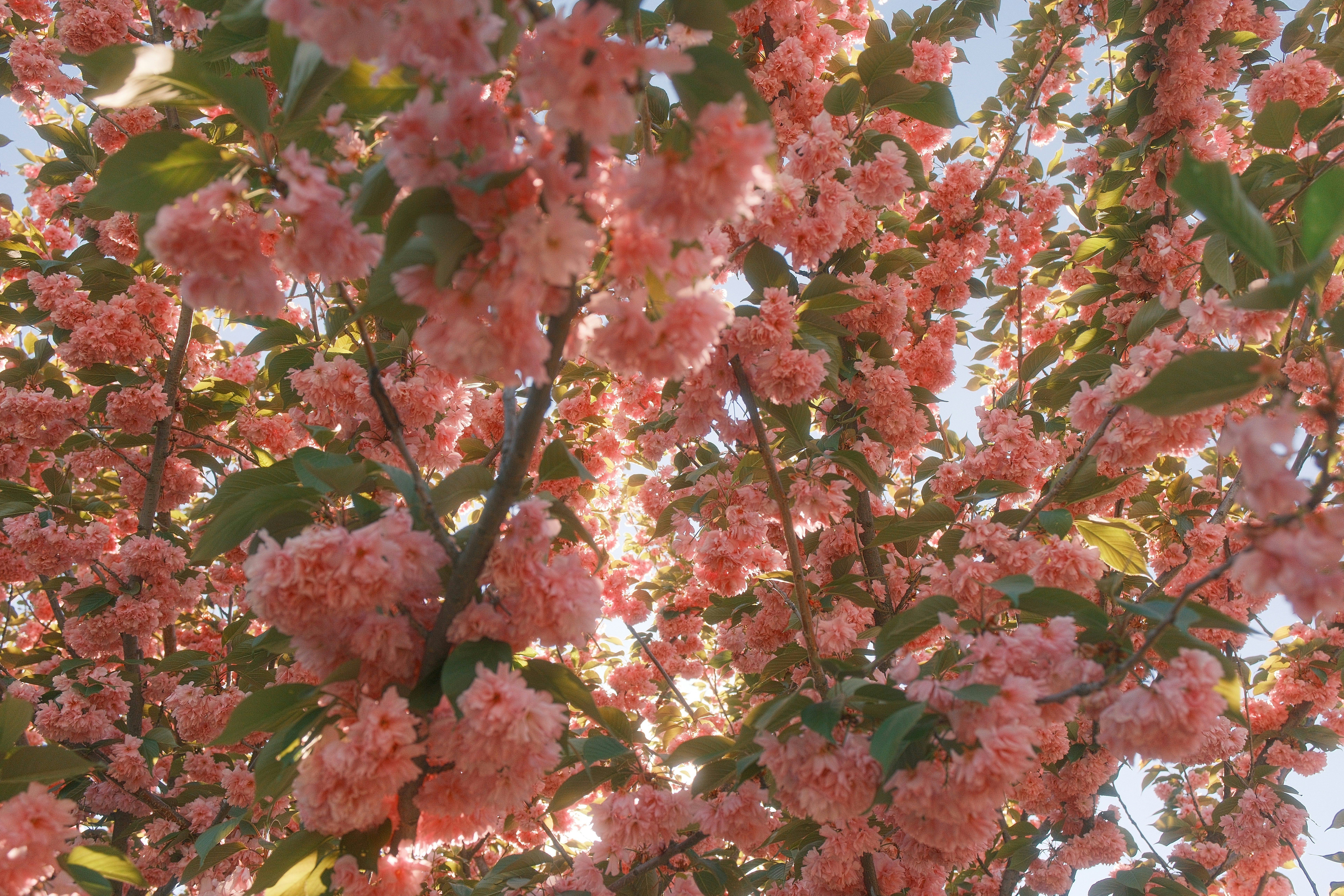 Sunlit Pink Blossom Cascade
