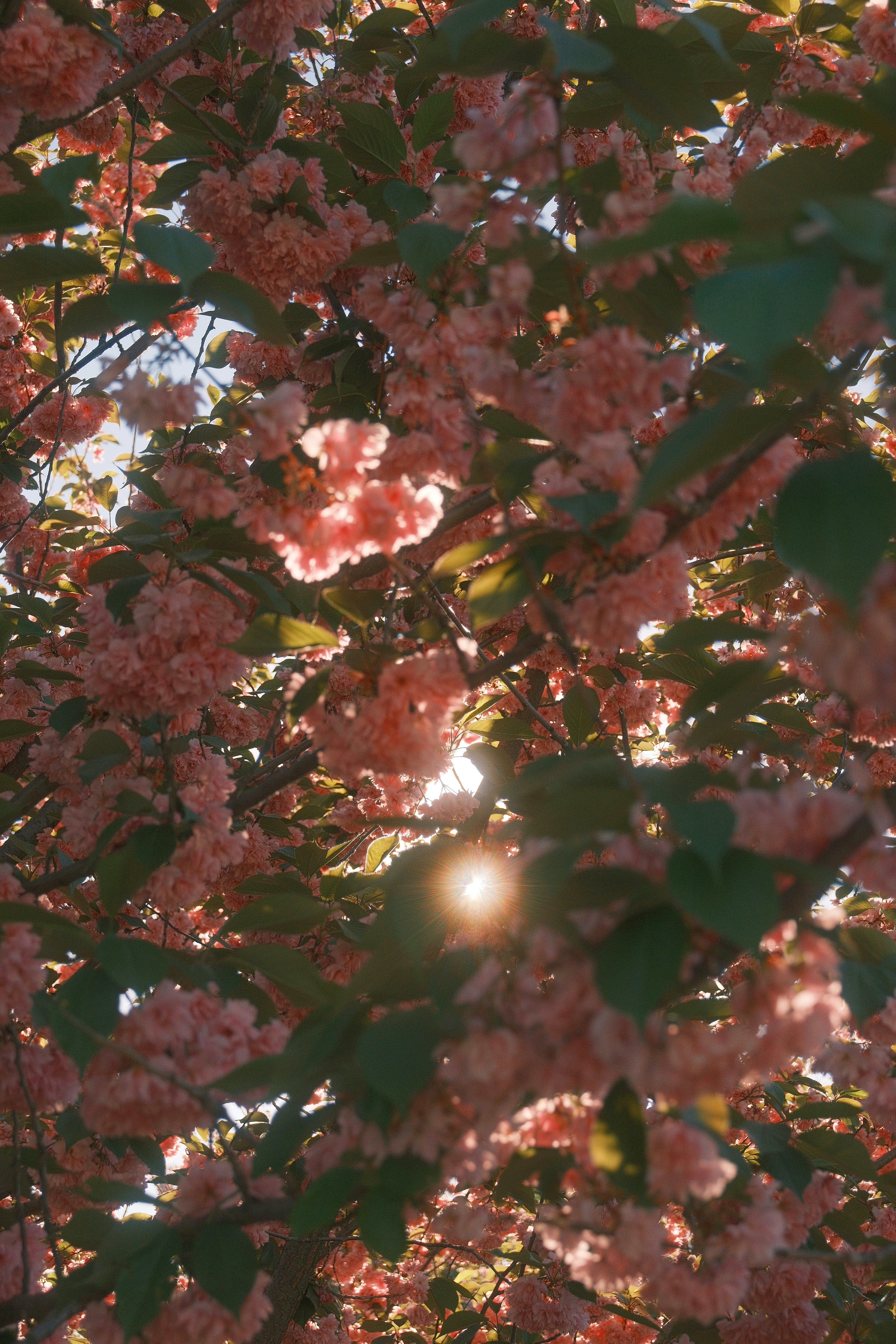 Sunlit Pink Blossoms Through a Lattice of Foliage
