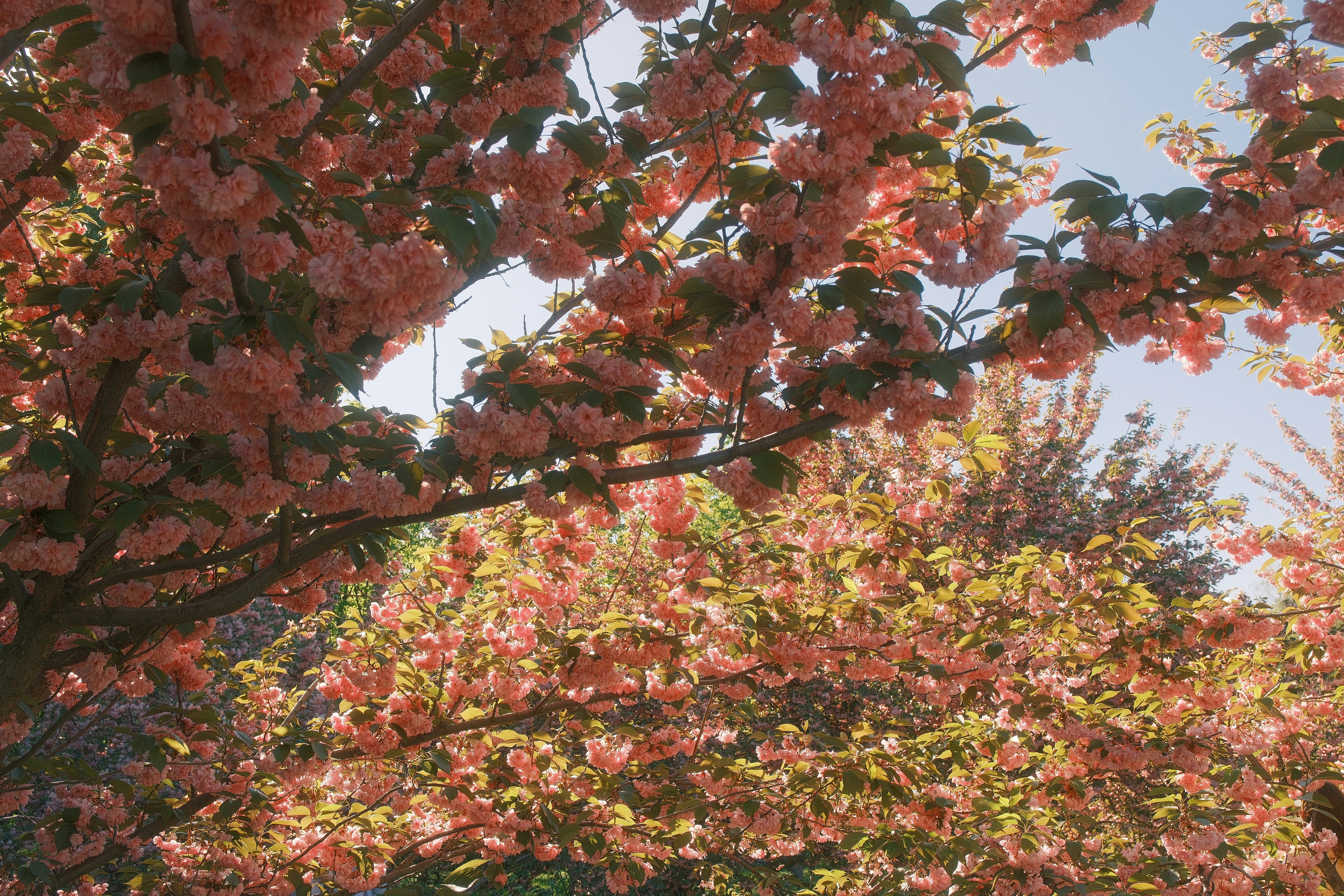 Blossoms in Afternoon Light: A Canopy of Pink Overhead