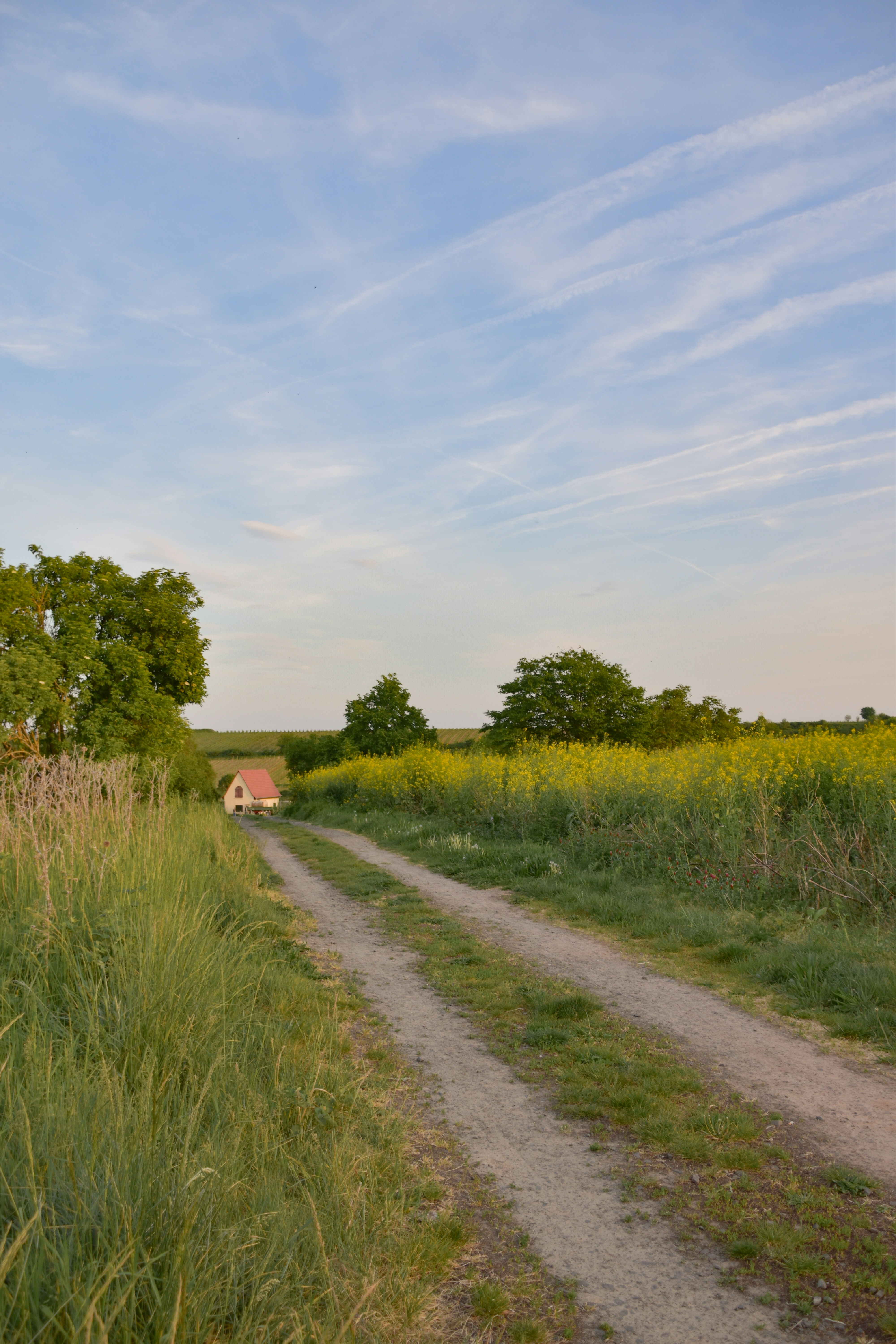 Country Path to a Tiny House Horizon