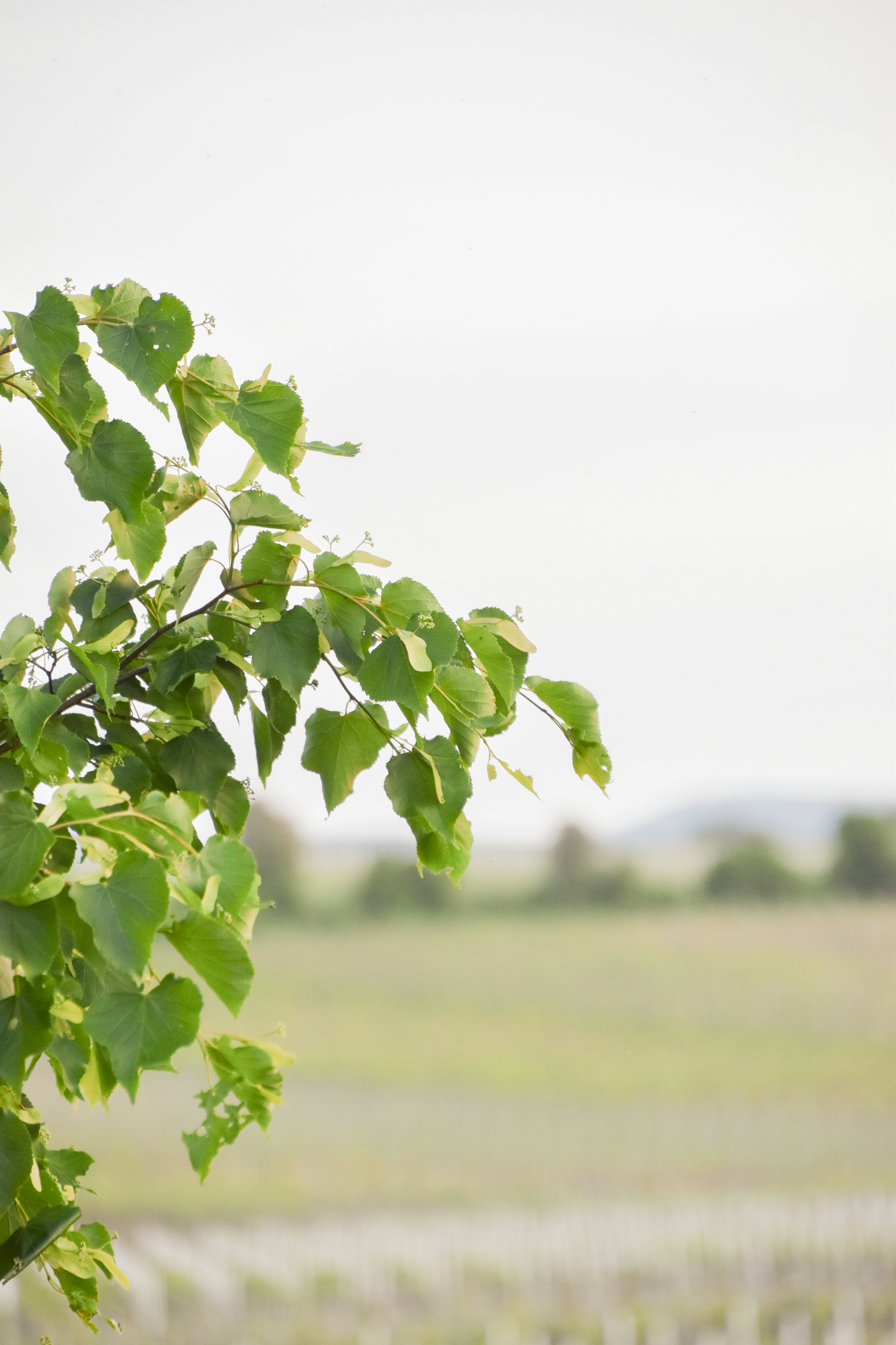 Green Branches at Field’s Edge