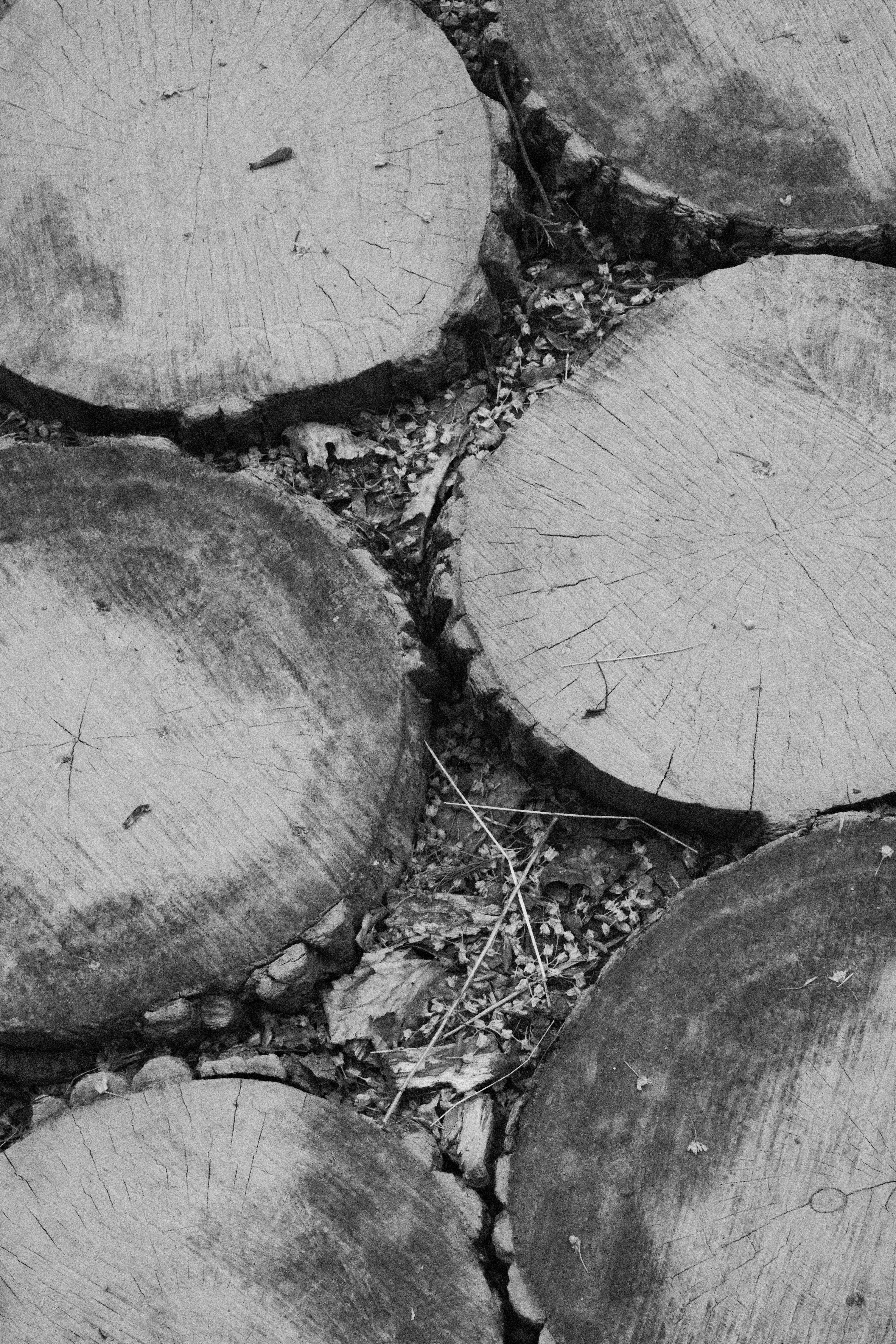 Staccato Rings: A Quiet Cut Through Tree Stumps
