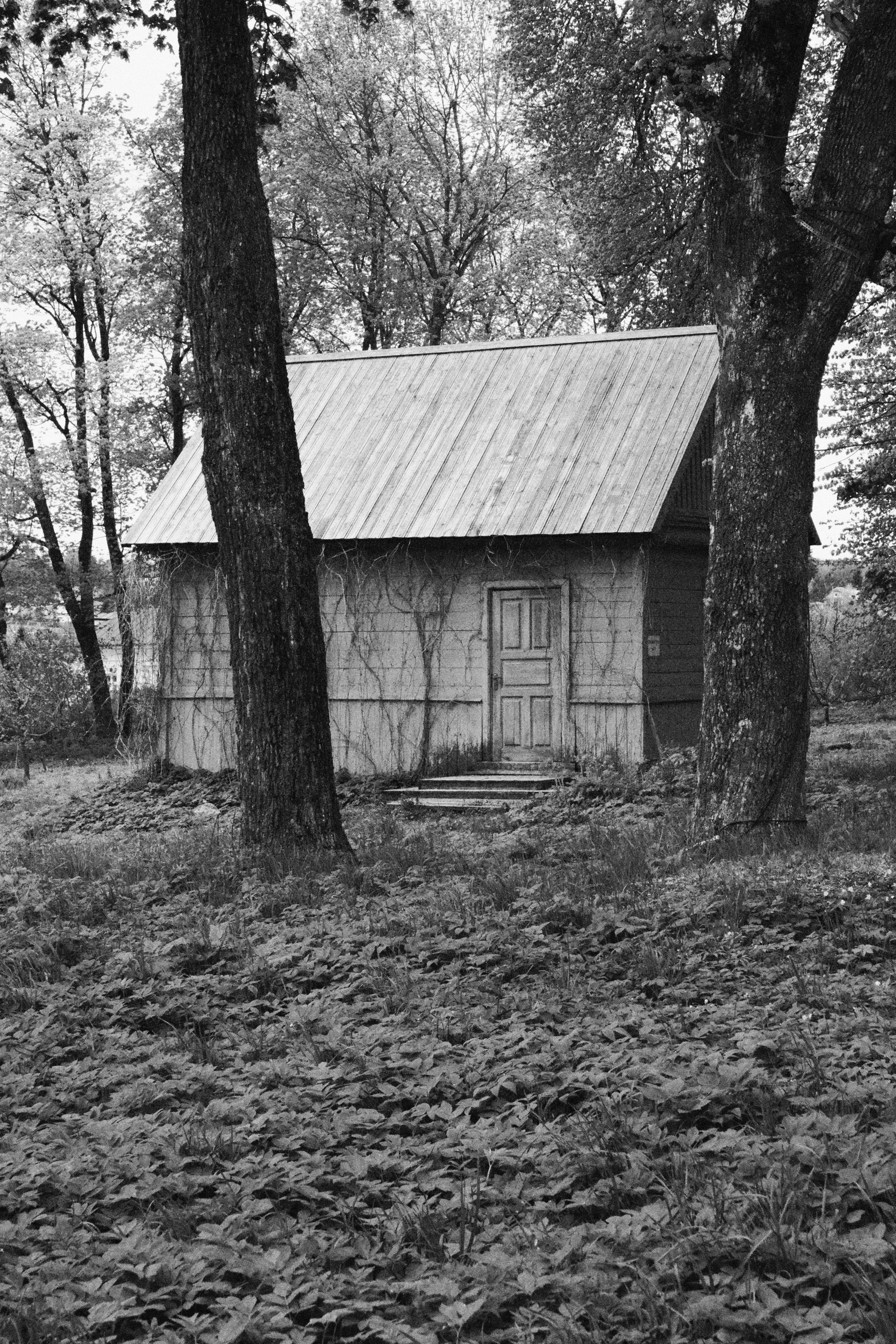 Abandoned Cottage in the Woodland Veil