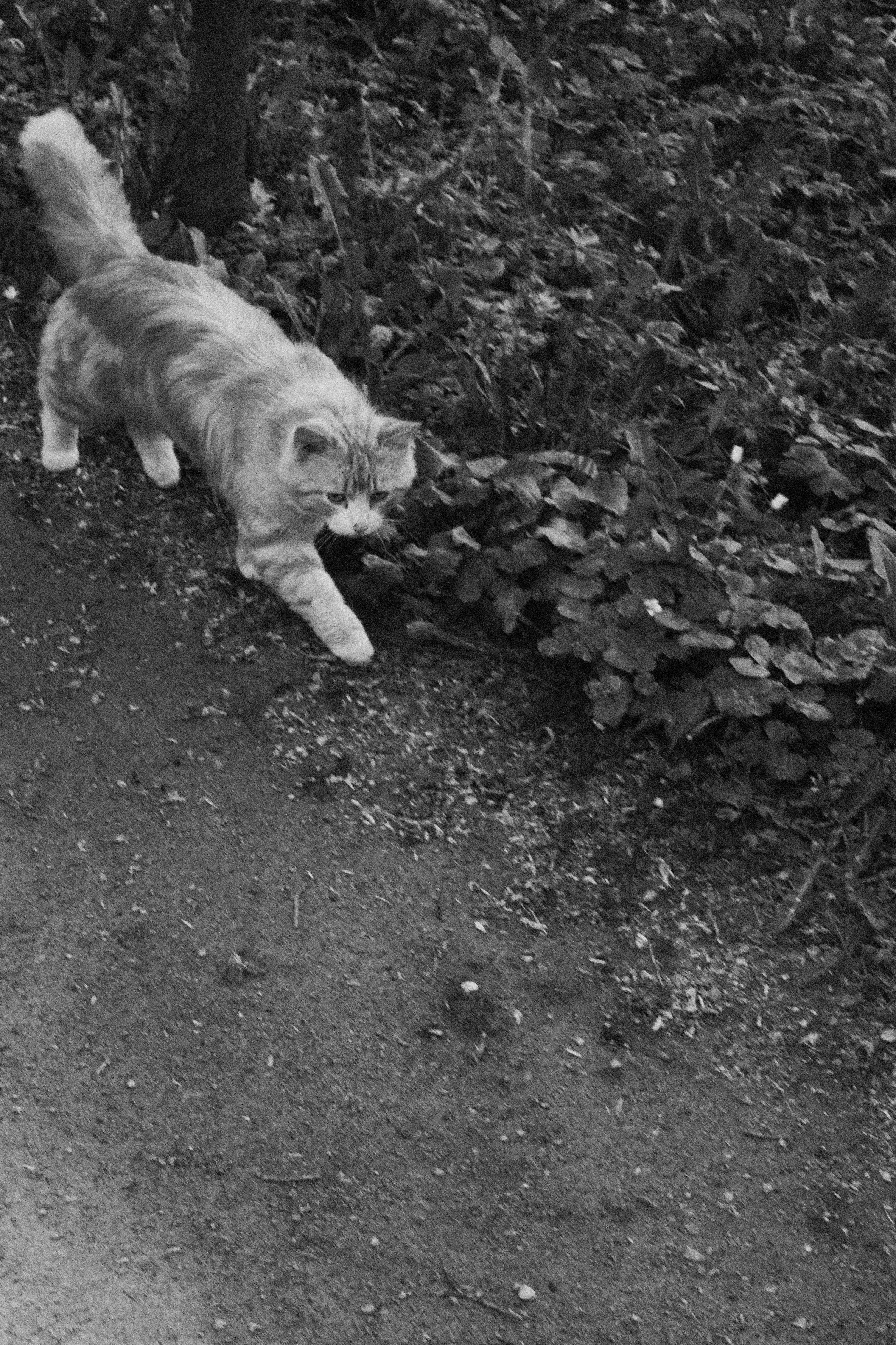 A Curious Cat on a Shadowed Path