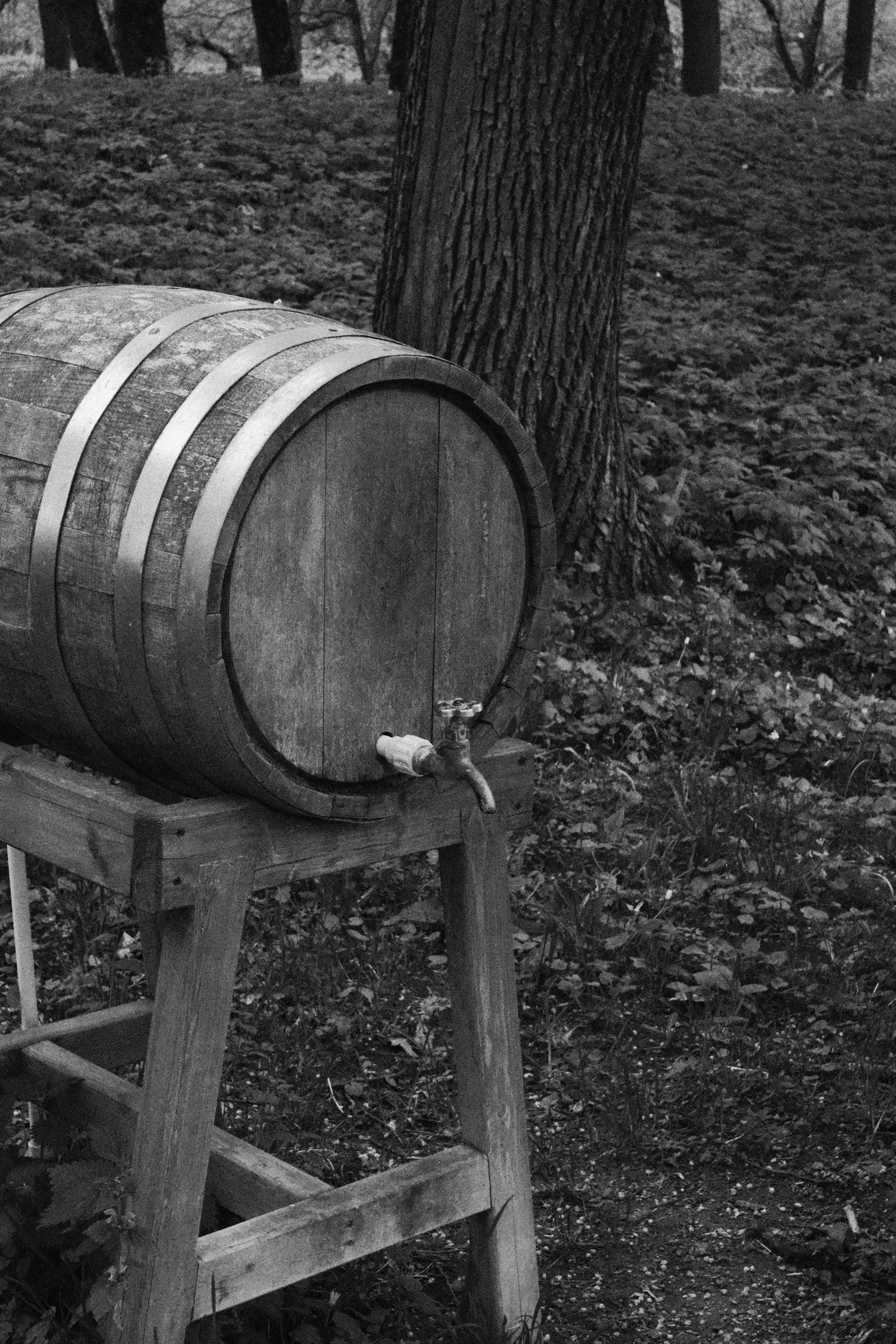 Weathered Barrel on a Rustic Stand Among Forest Undergrowth