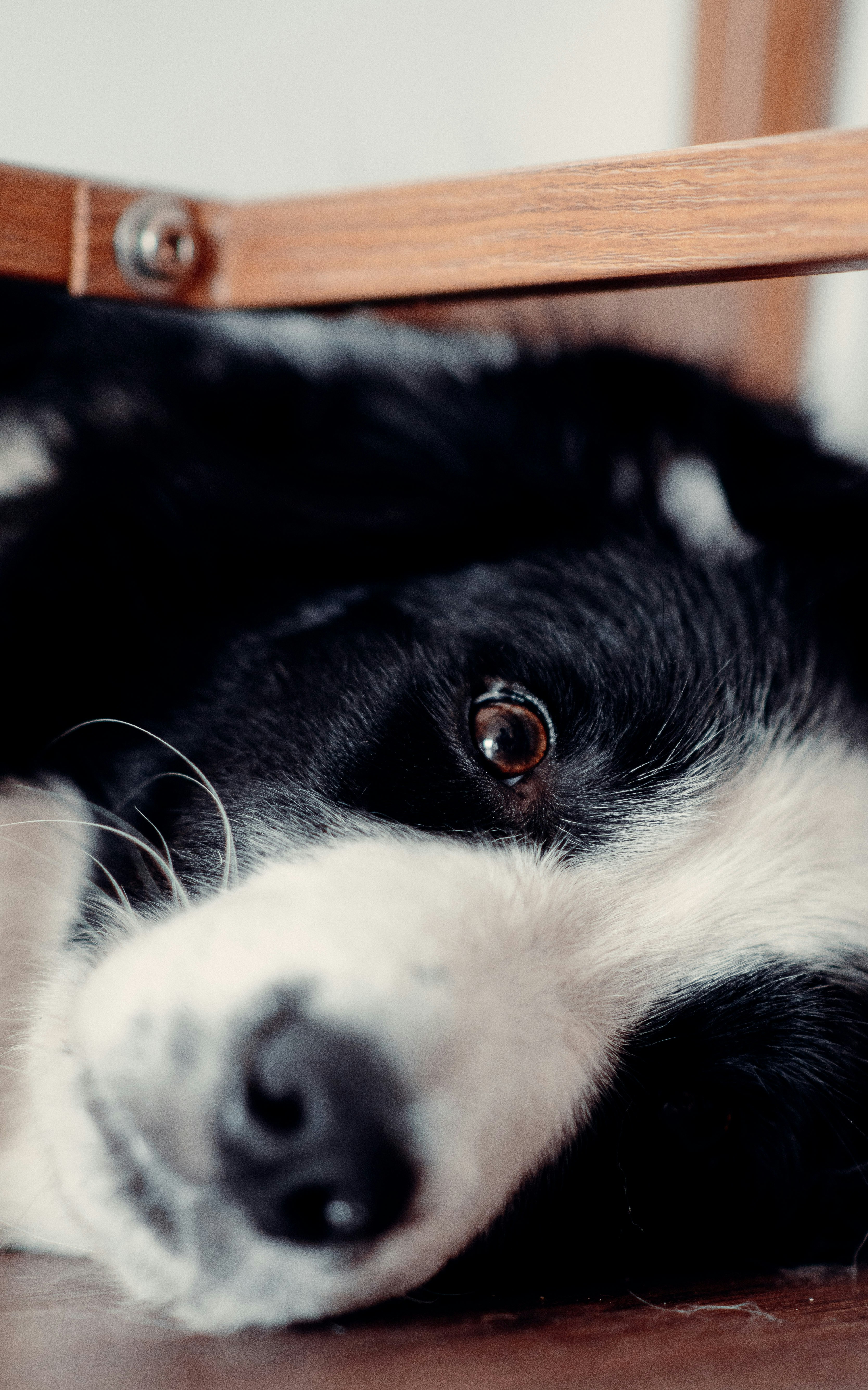 Eyes in Focus: A Resting Border Collie Surfaces from the Frame