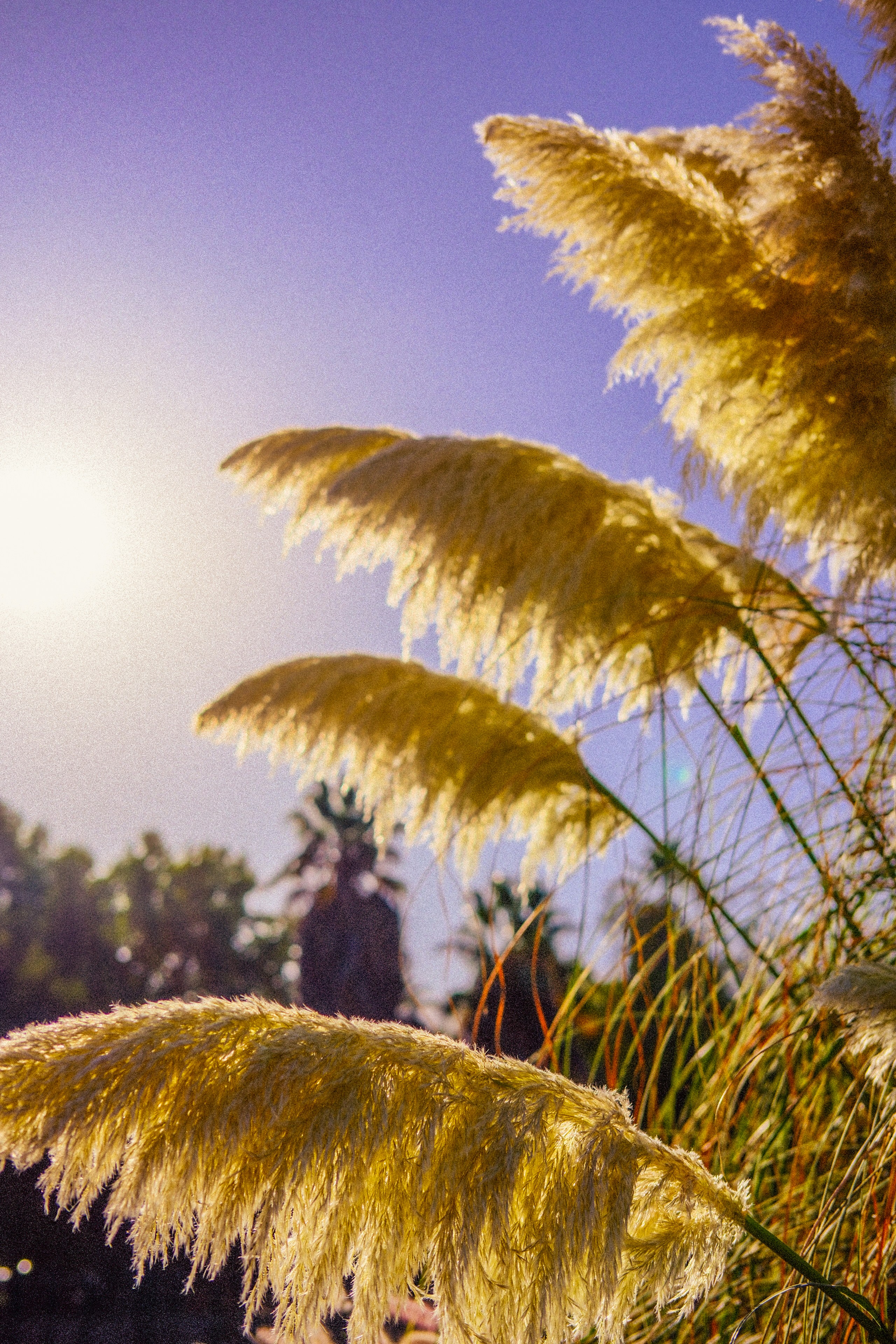 Golden Reed Fronds Against a Backlit Sky