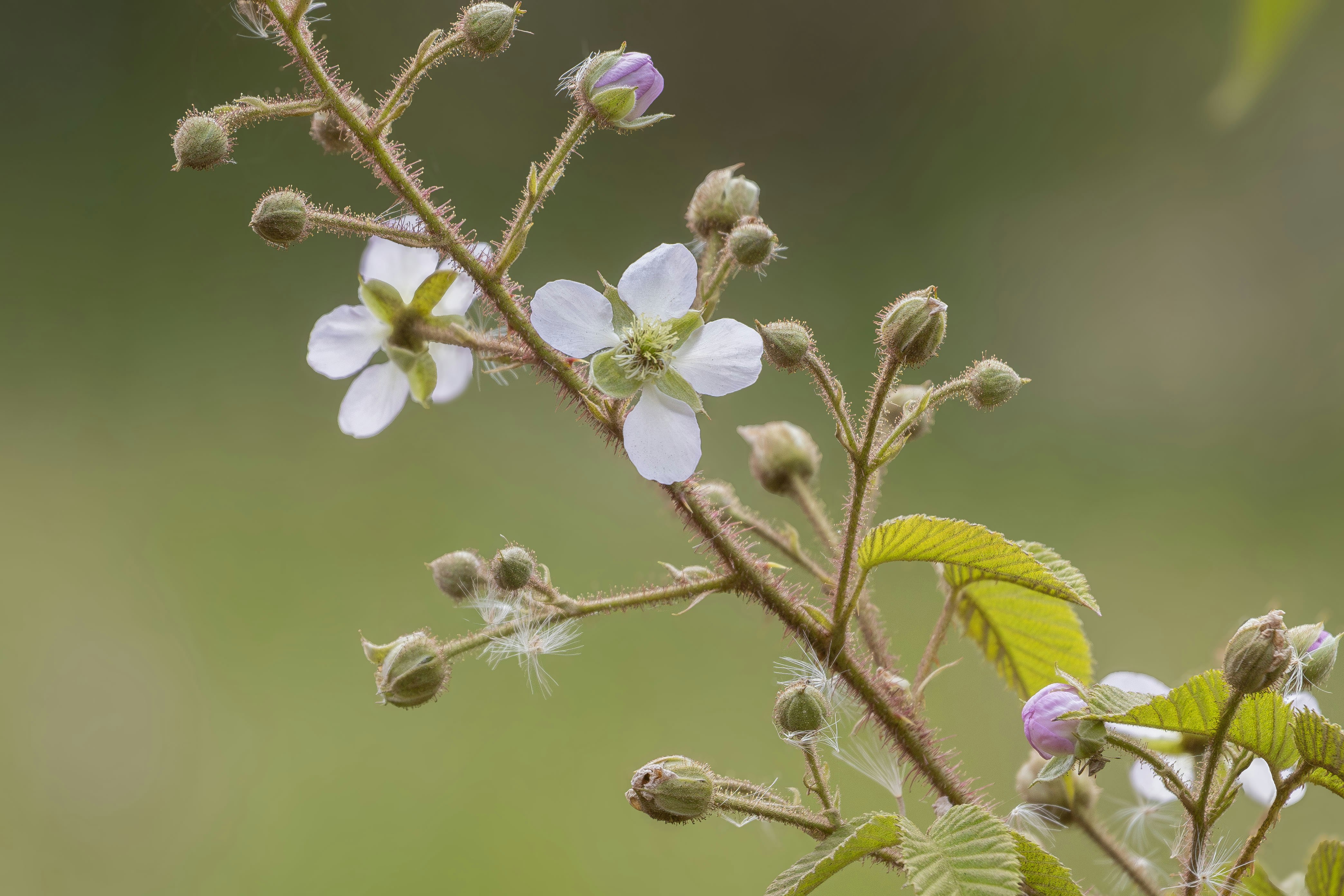 Delicate White Blossoms on a Thorny Stem