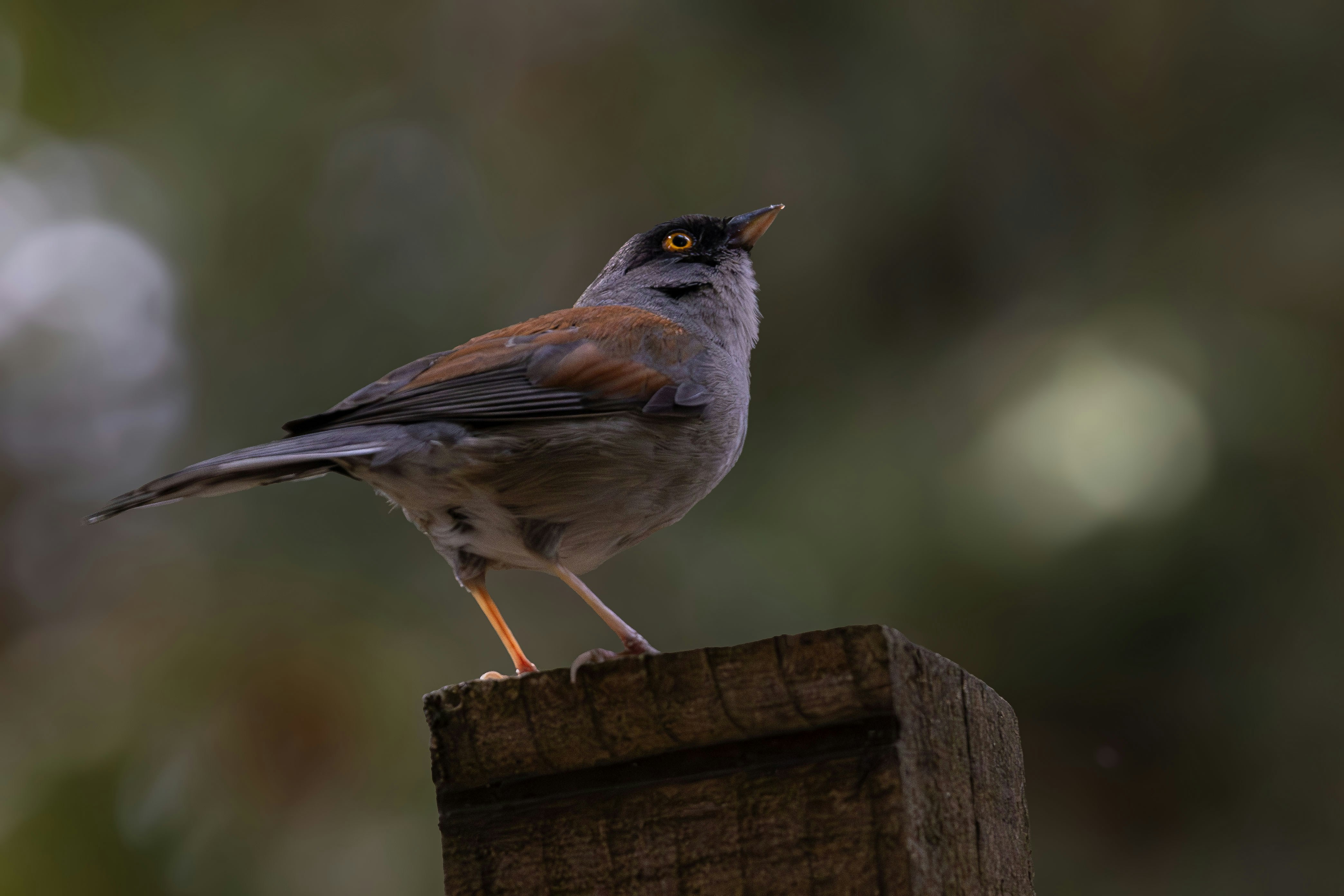 On the Post: A Vigilant Bird perches with a watchful eye