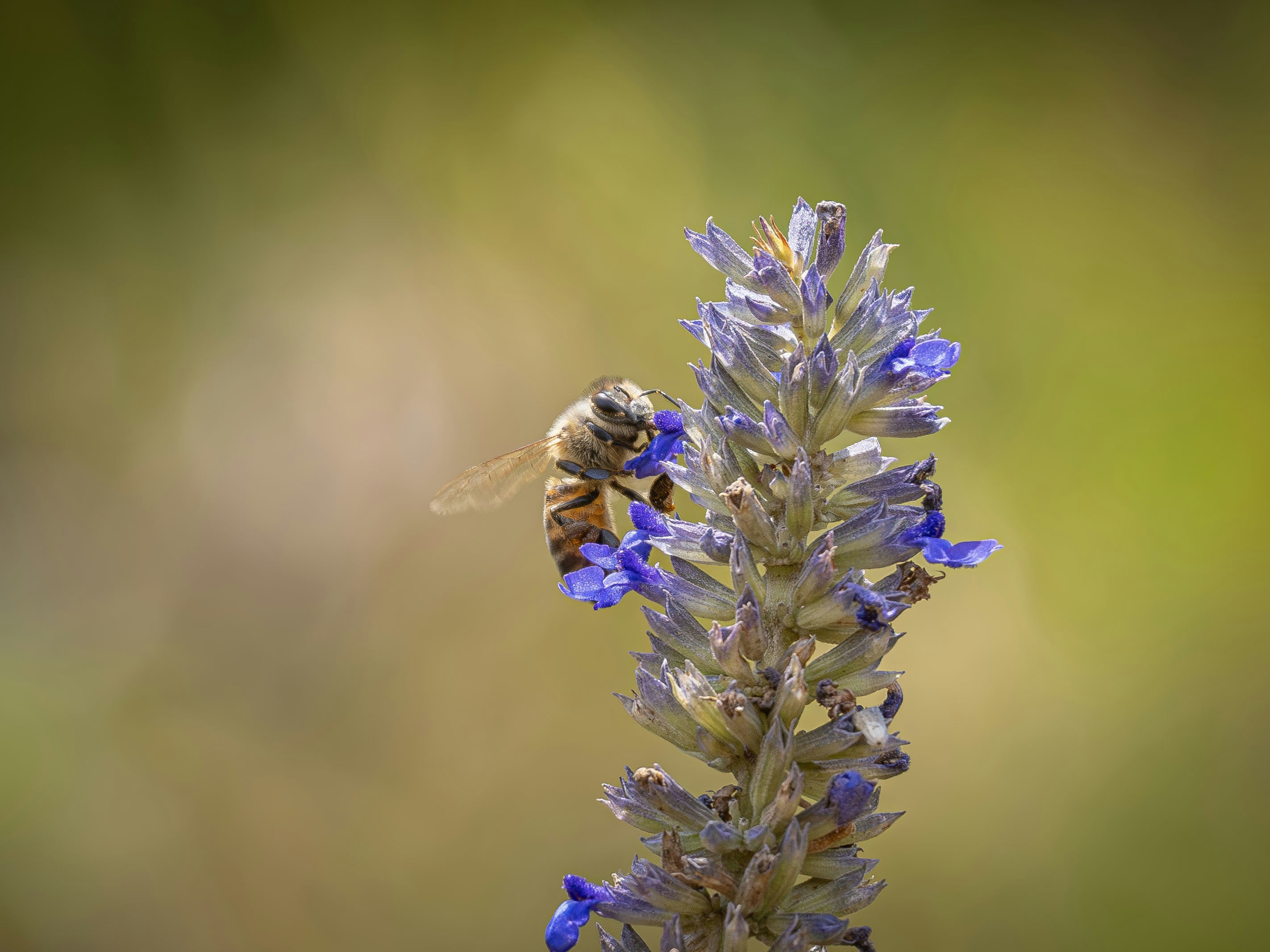 Bee at the Lavender Spike