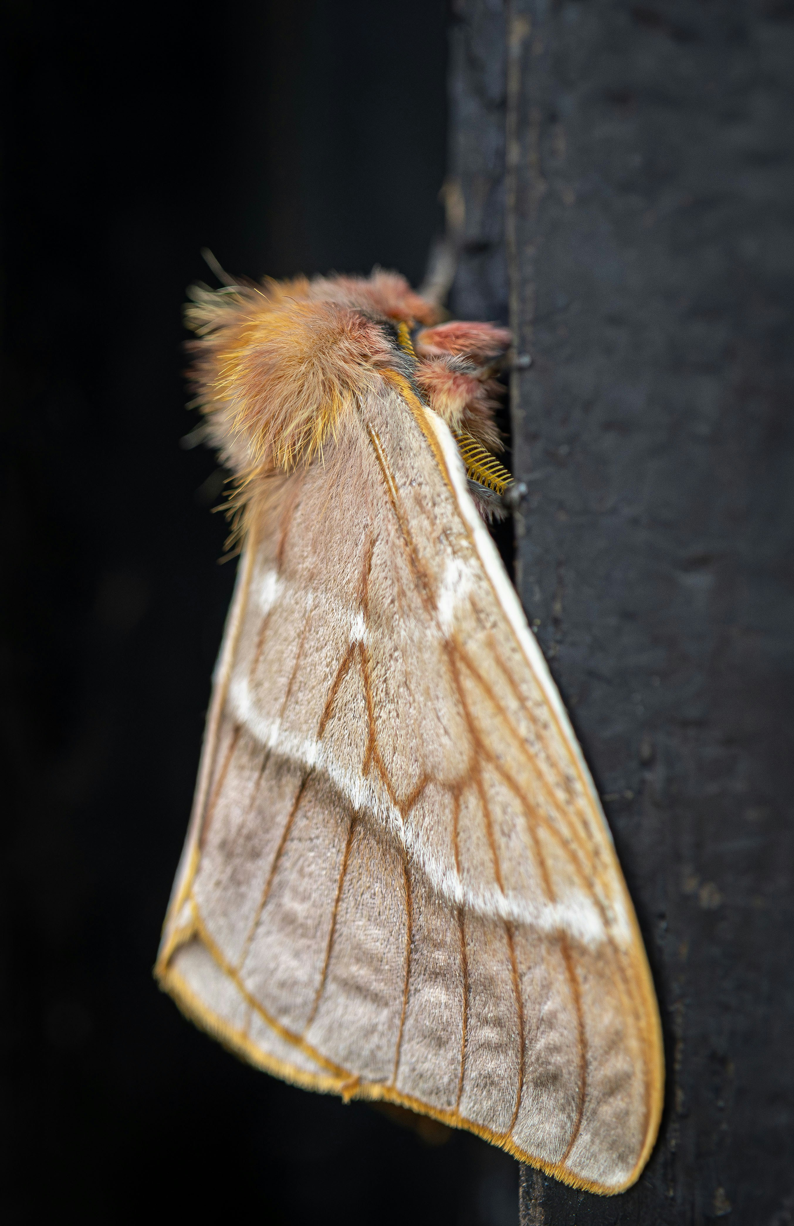 Amber-White Winged Moth Clinging to a Weathered Post