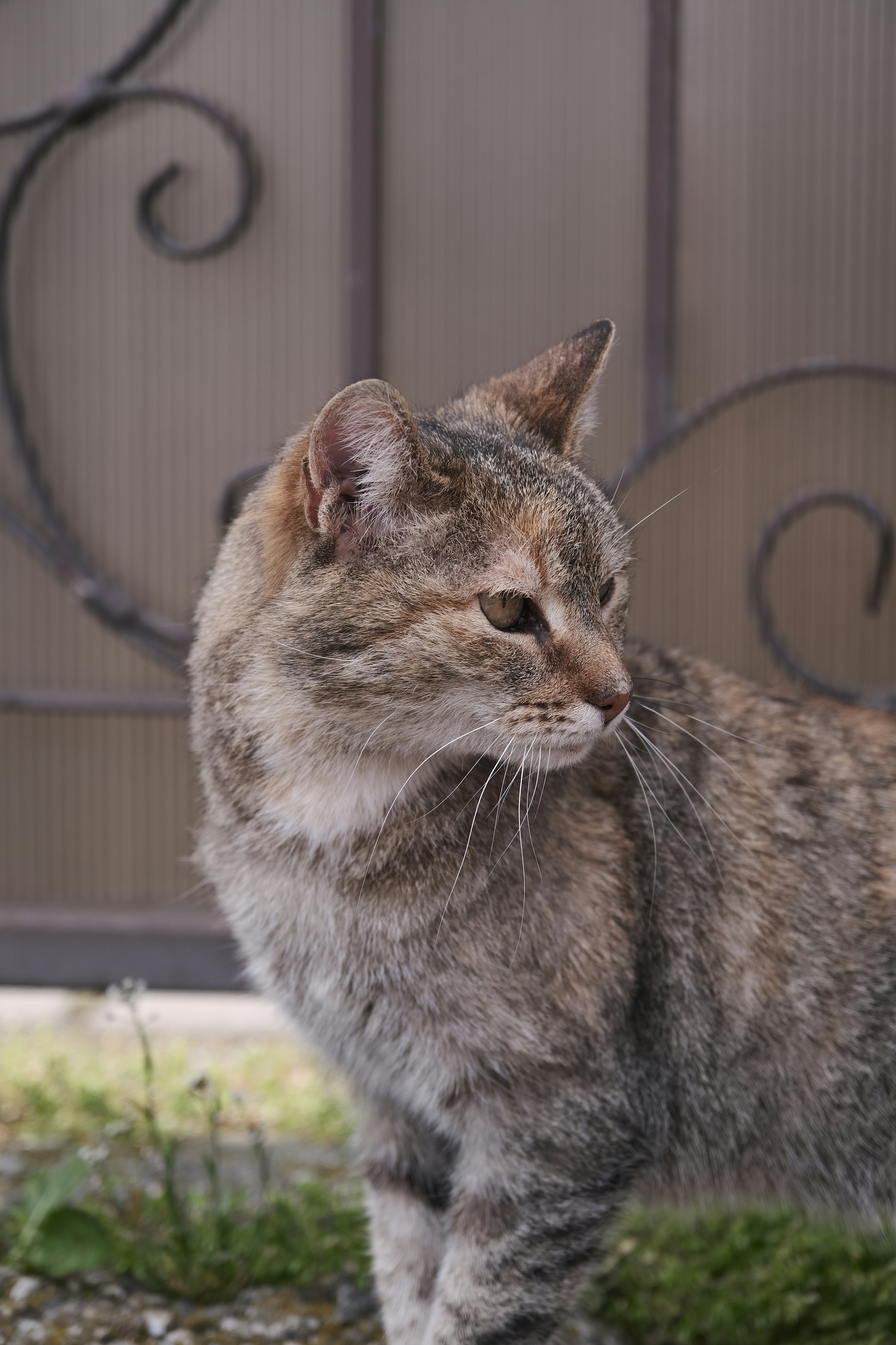 Curious Gaze Beyond the Gate