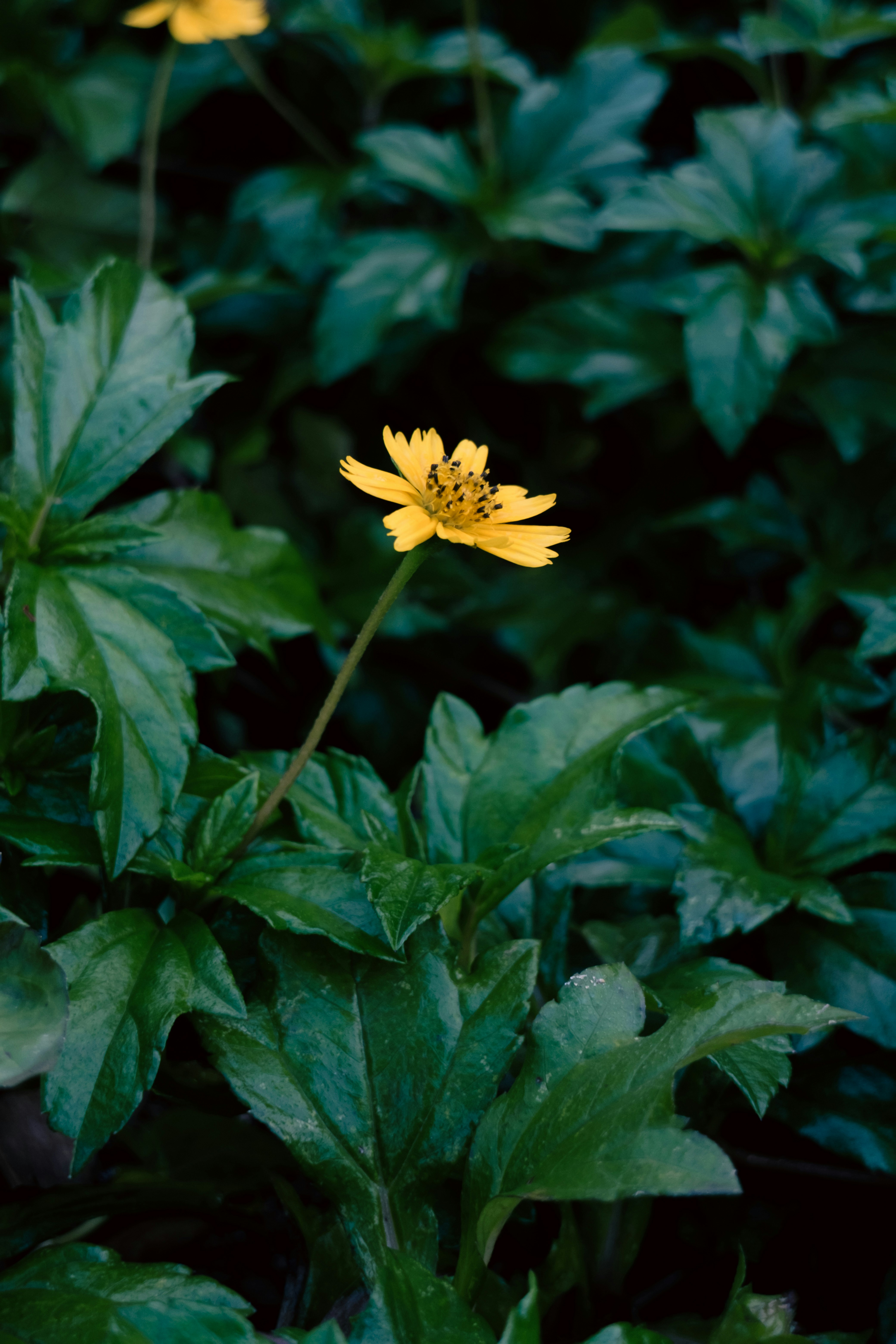A Single Yellow Bloom Among Dark Green Veil