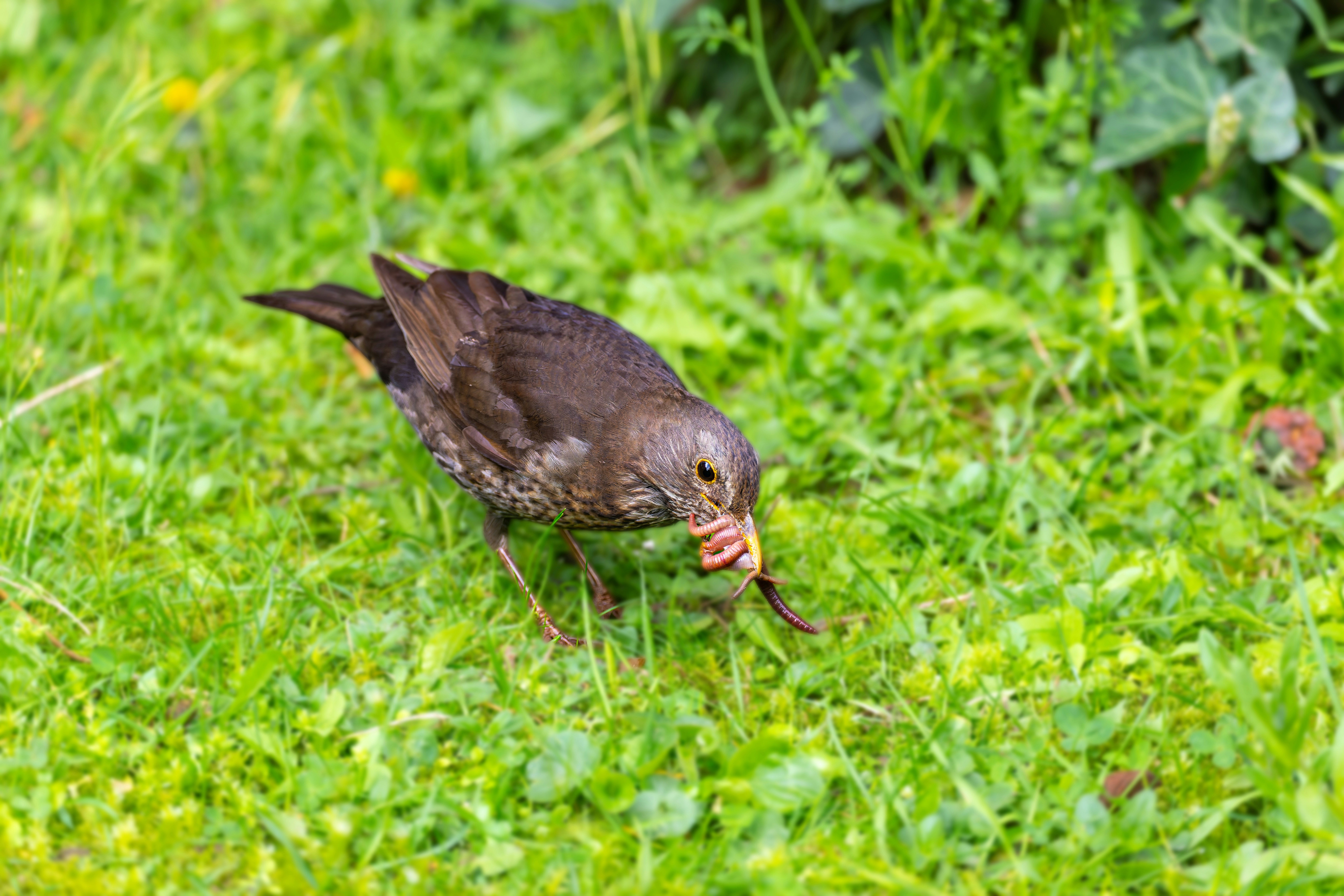 Mud-Grass Forager: A Small Bird Harvesting in a Verde Carpet