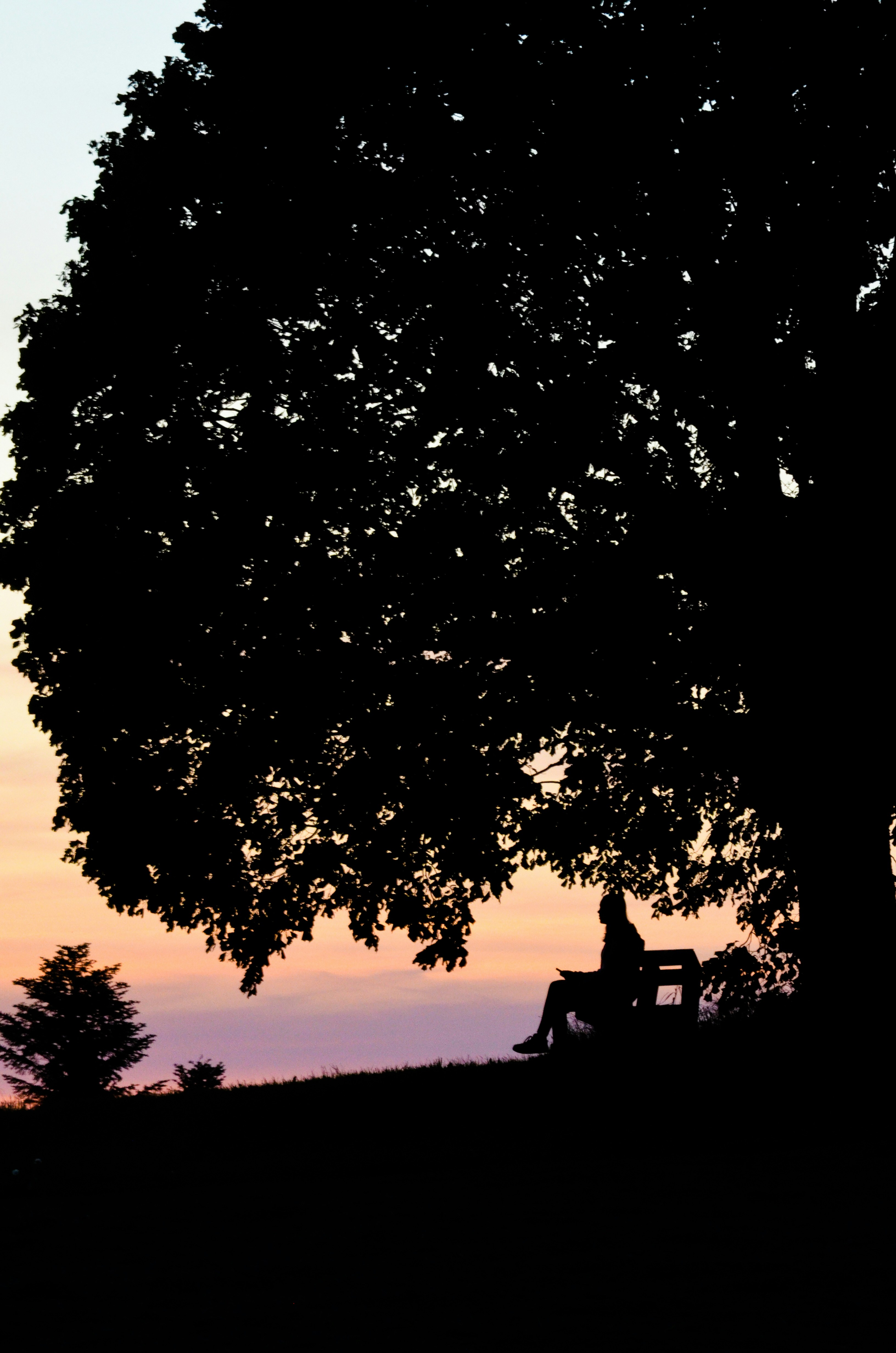 Silhouette at Sunset: A Lone Reader Under the Branches