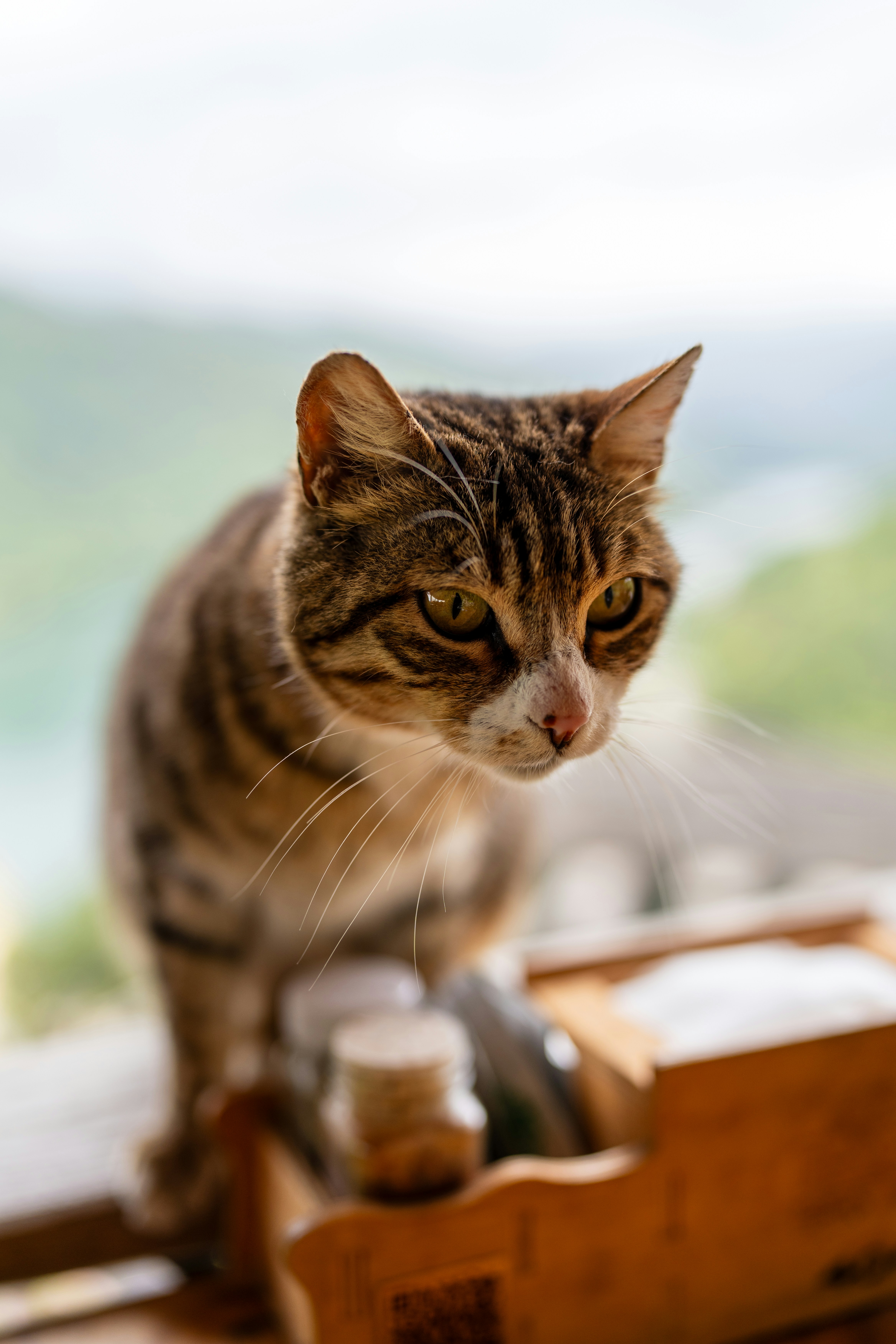 Curious Gaze on a Window-Framed Morning