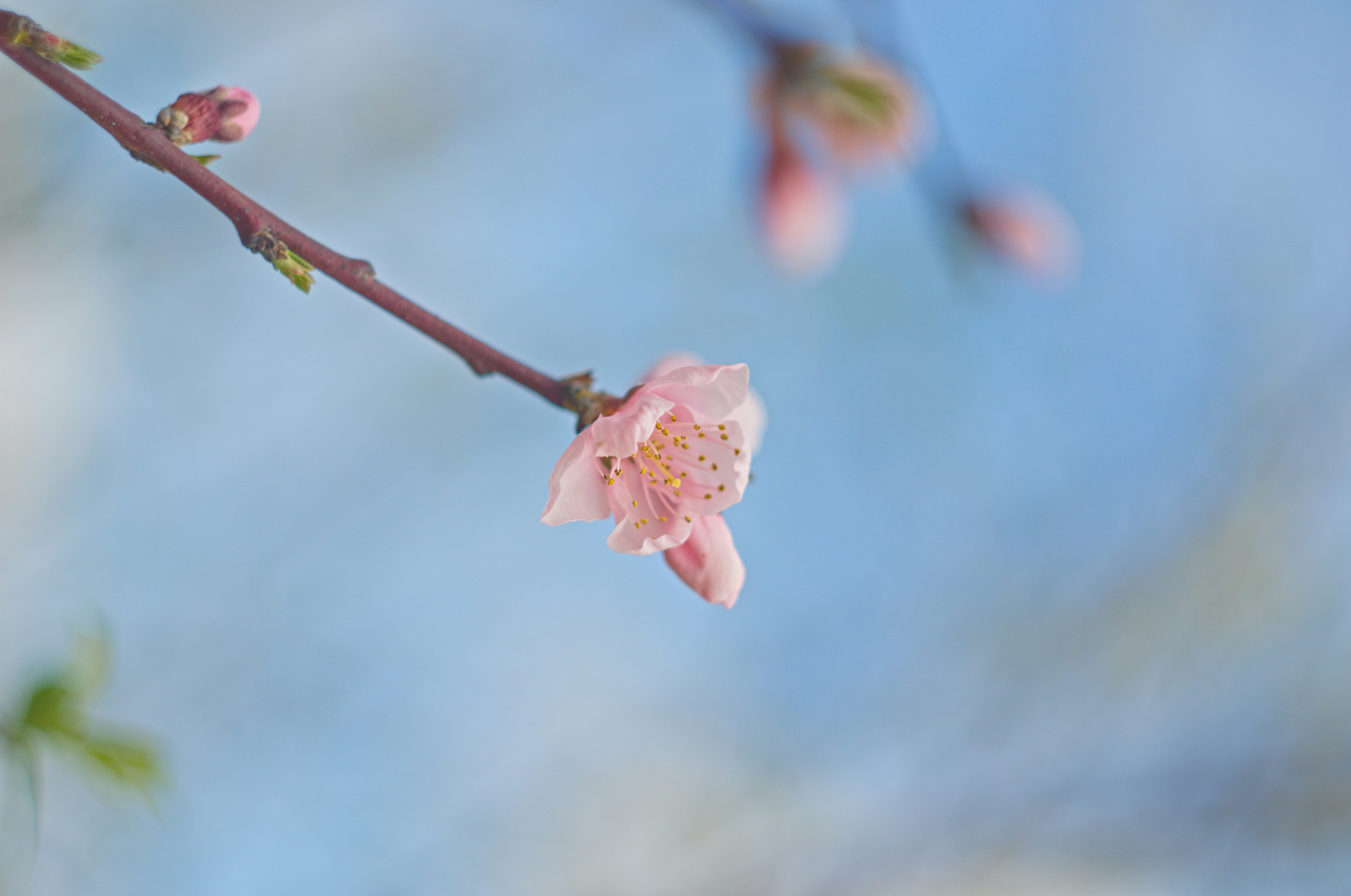 Blossom in Focus: A Soft Pink Pollinator’s Lure