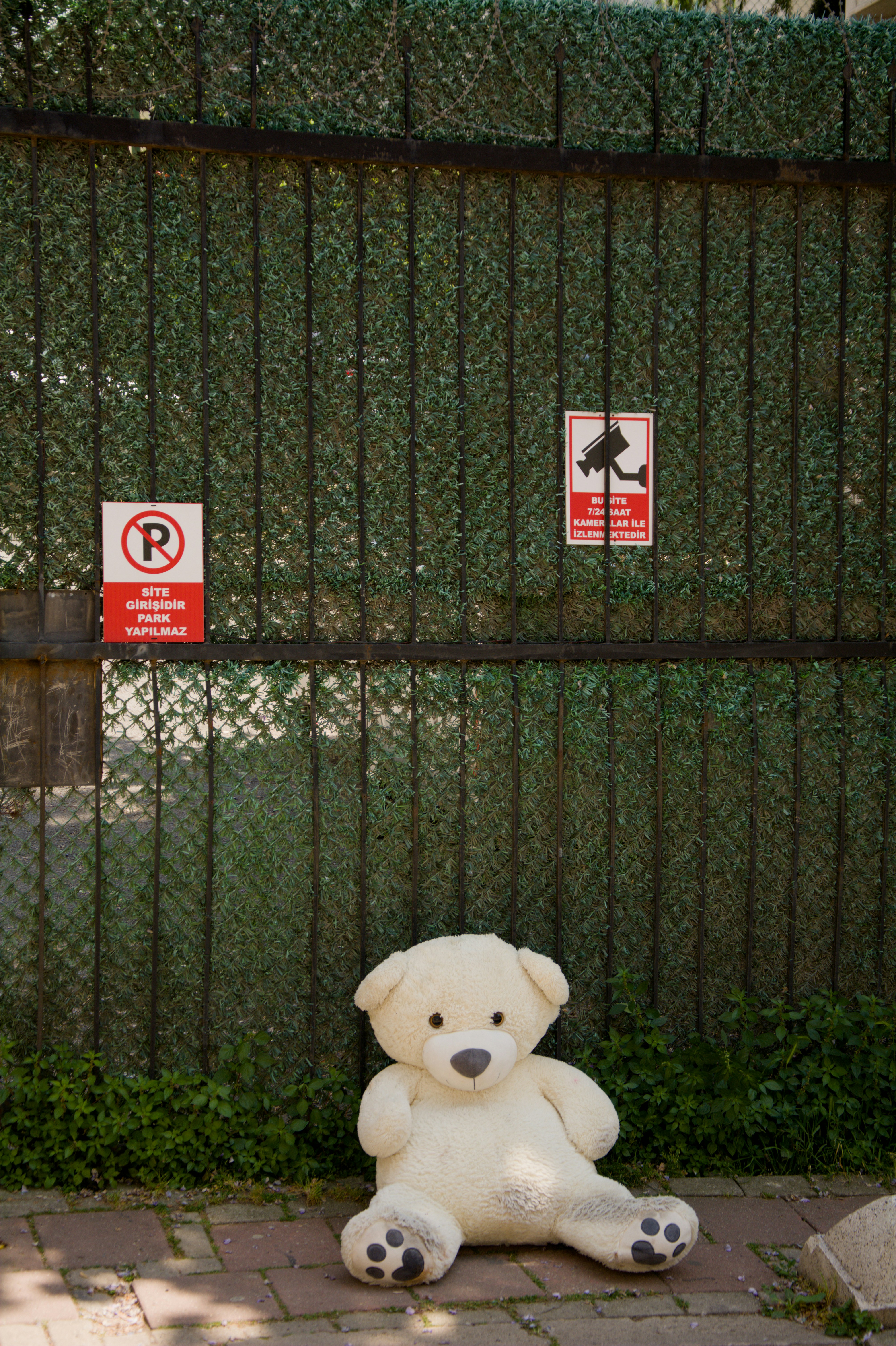 Somber Guardrail Gnome: A Teddy Against the Fence