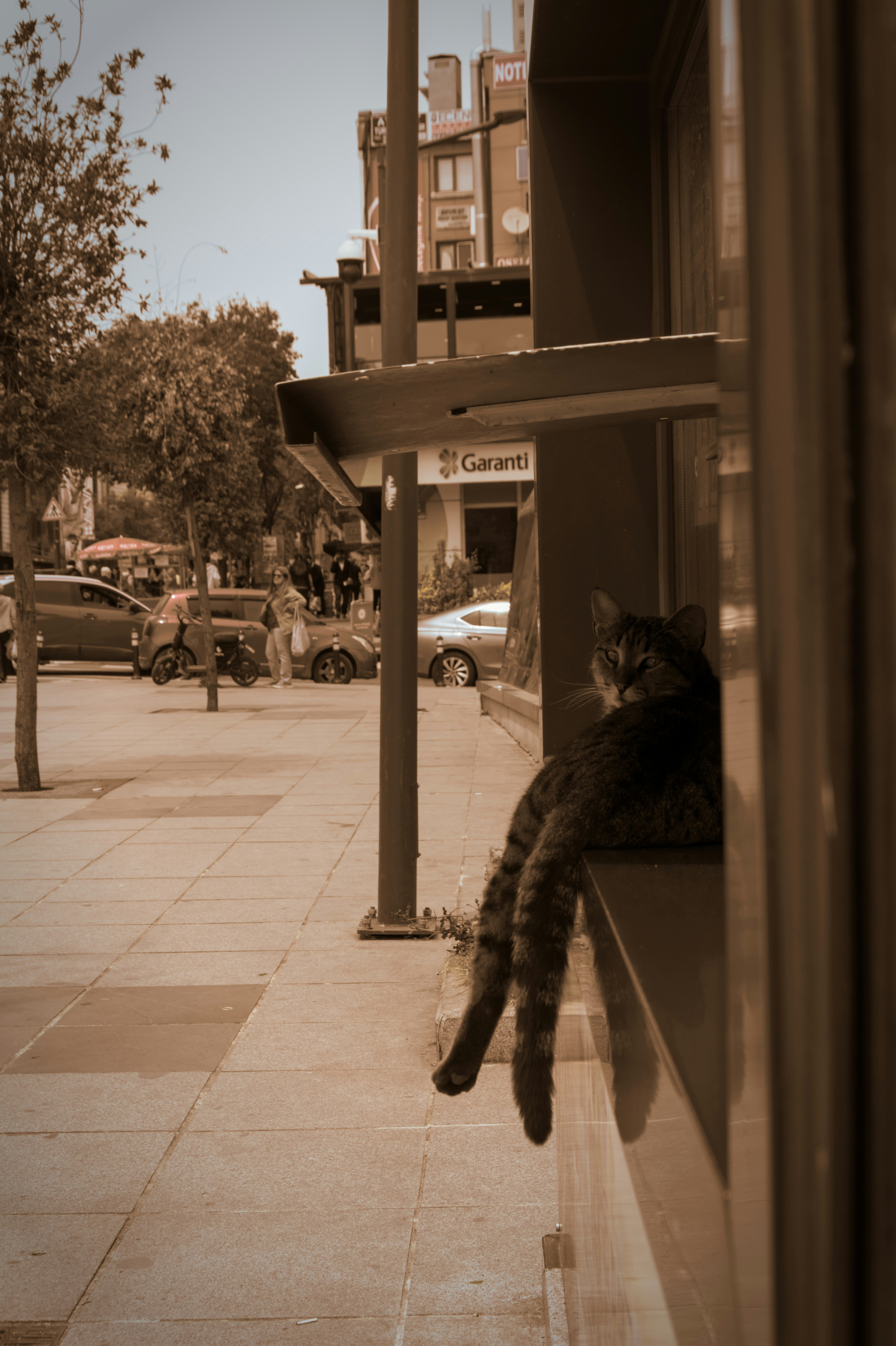 Lounge of the Street: A Cat at Dusk in a Urban Window
