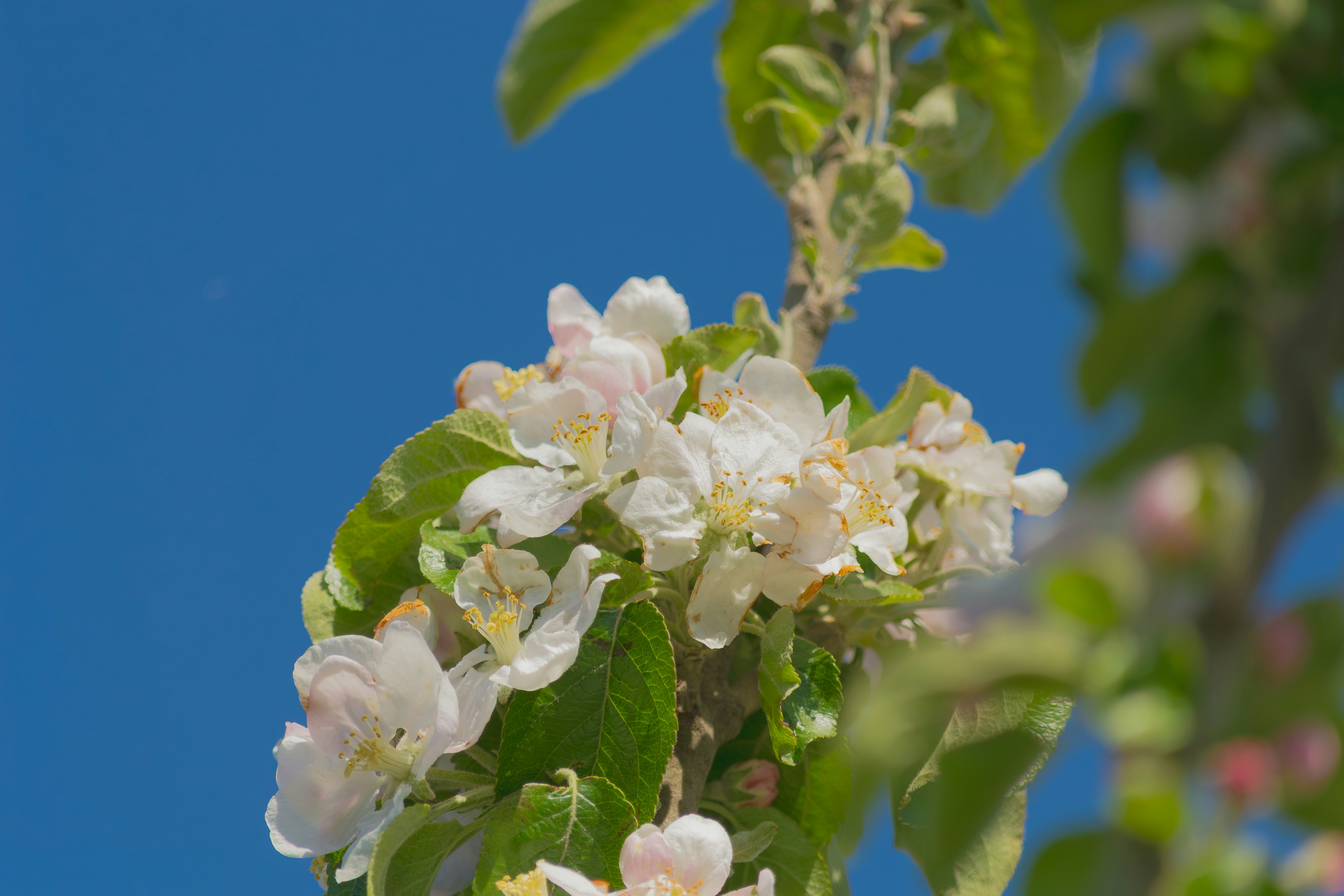 Blooming Apple Cluster Reaching Toward a Clear Sky