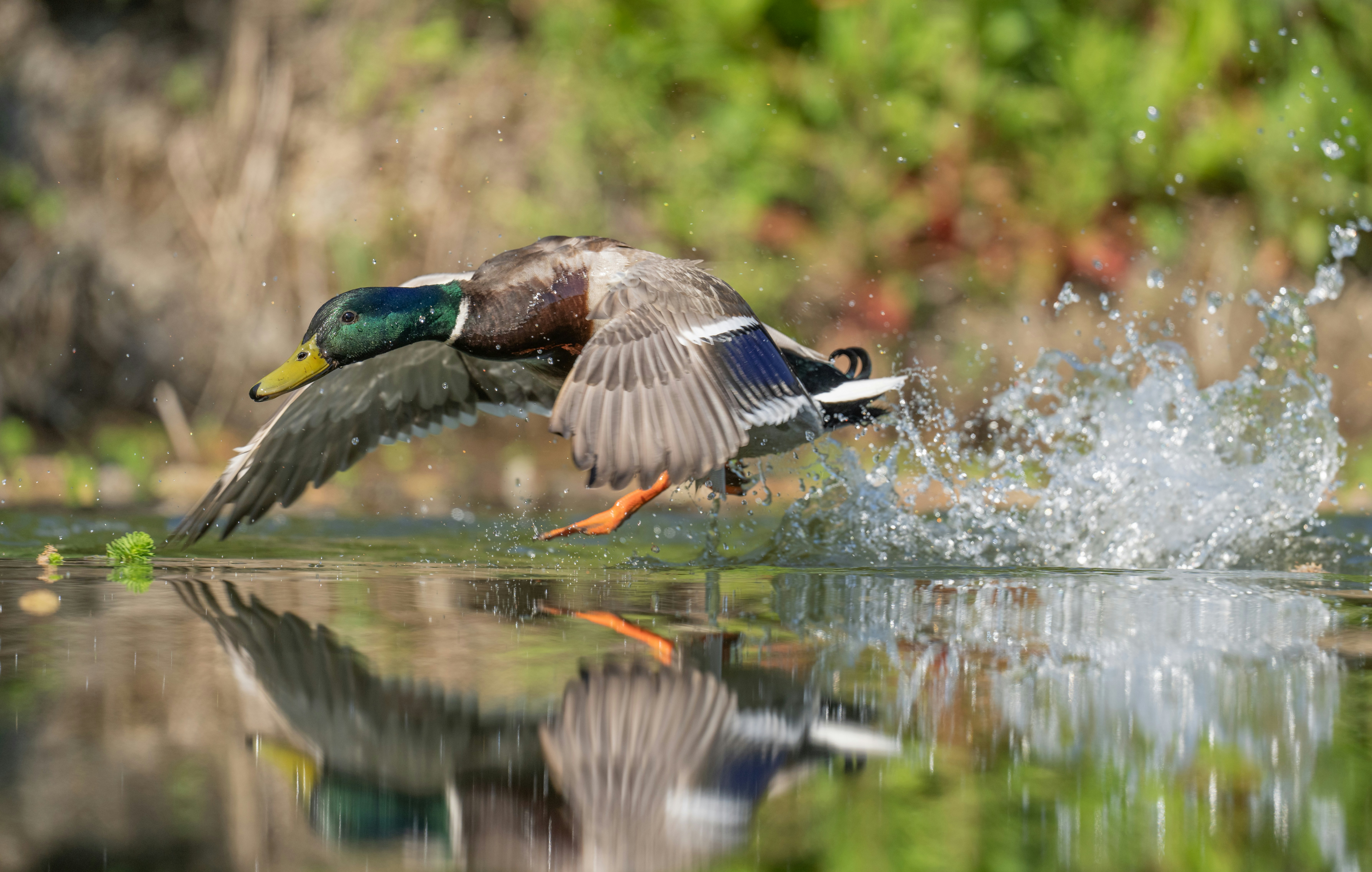 Wingbeat Moment: A Mallard Breaks the Surface