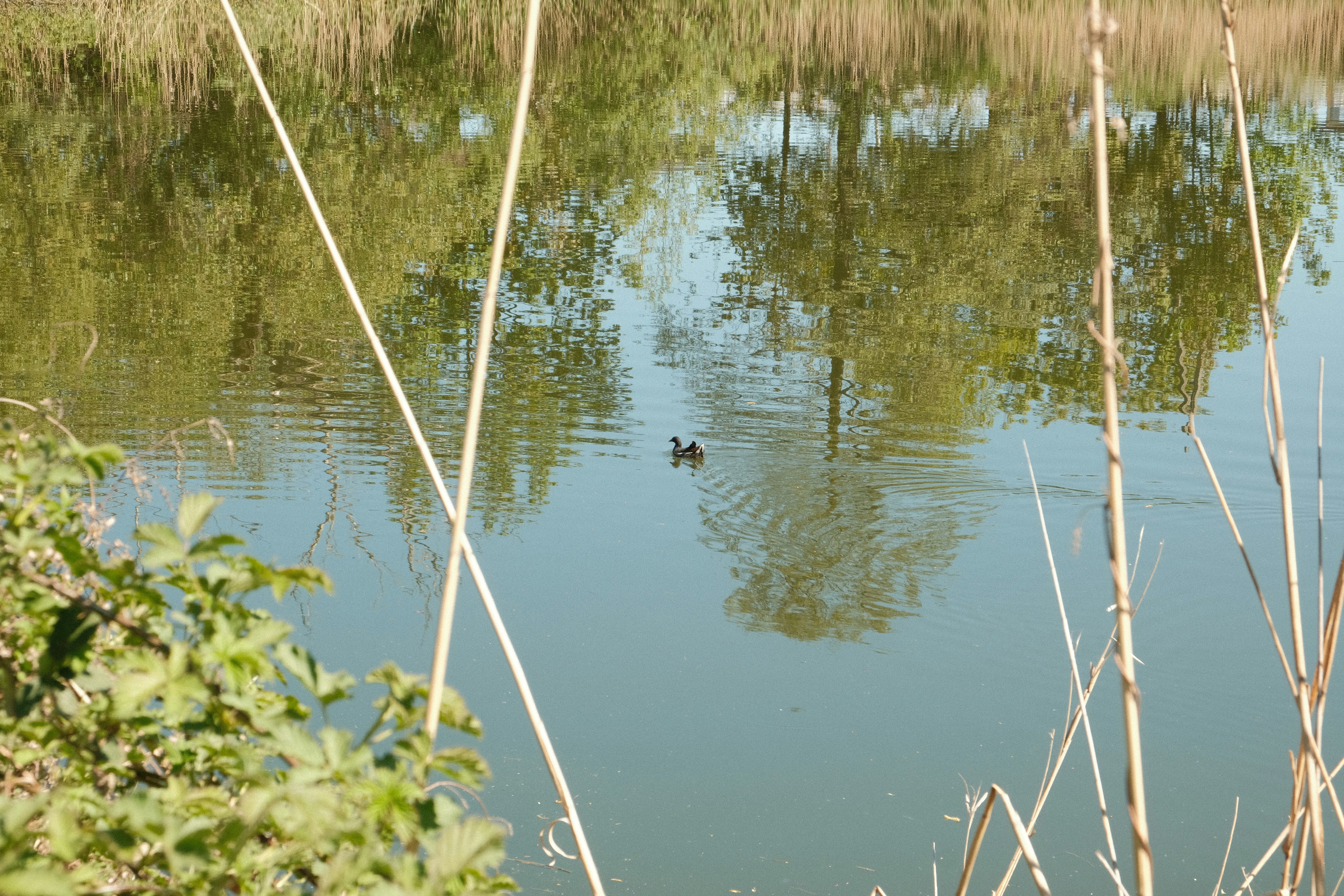 Twin Reeds Framing a Quiet Lake