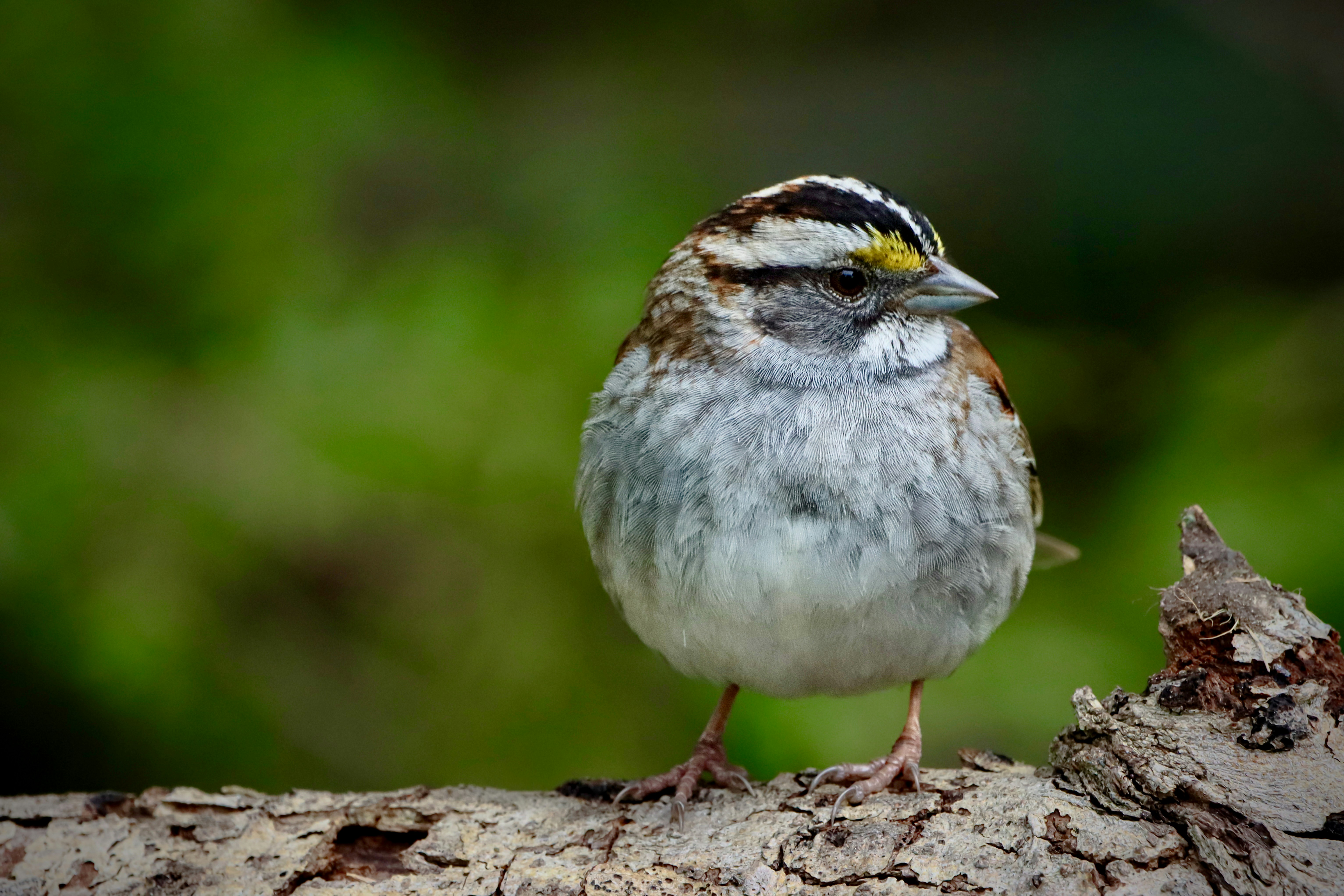 Tiny Perch: A Songbird with a Striped Crown Balances on Bark