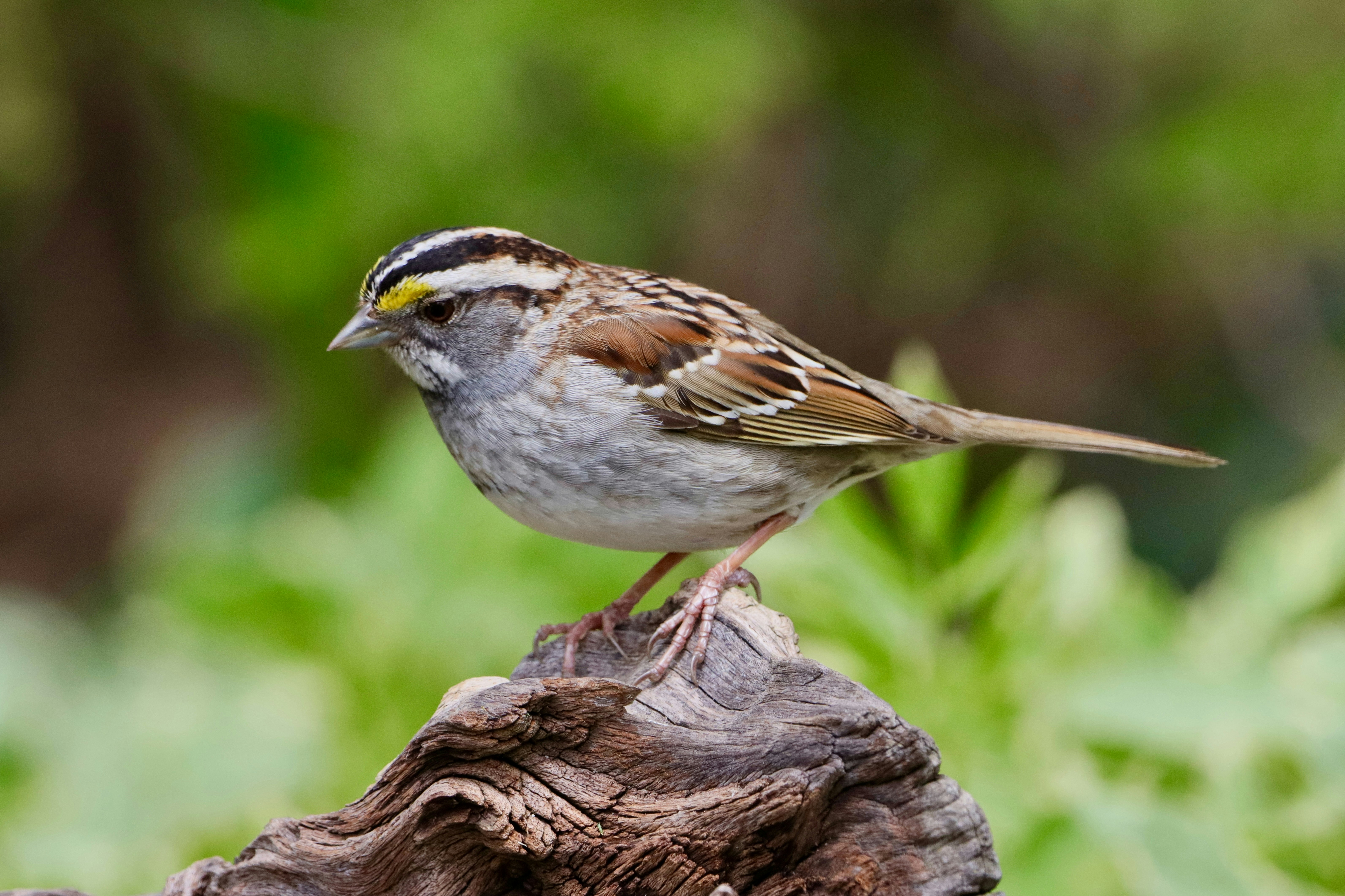 Perched Spotlight: Sparrow on Weathered Wood