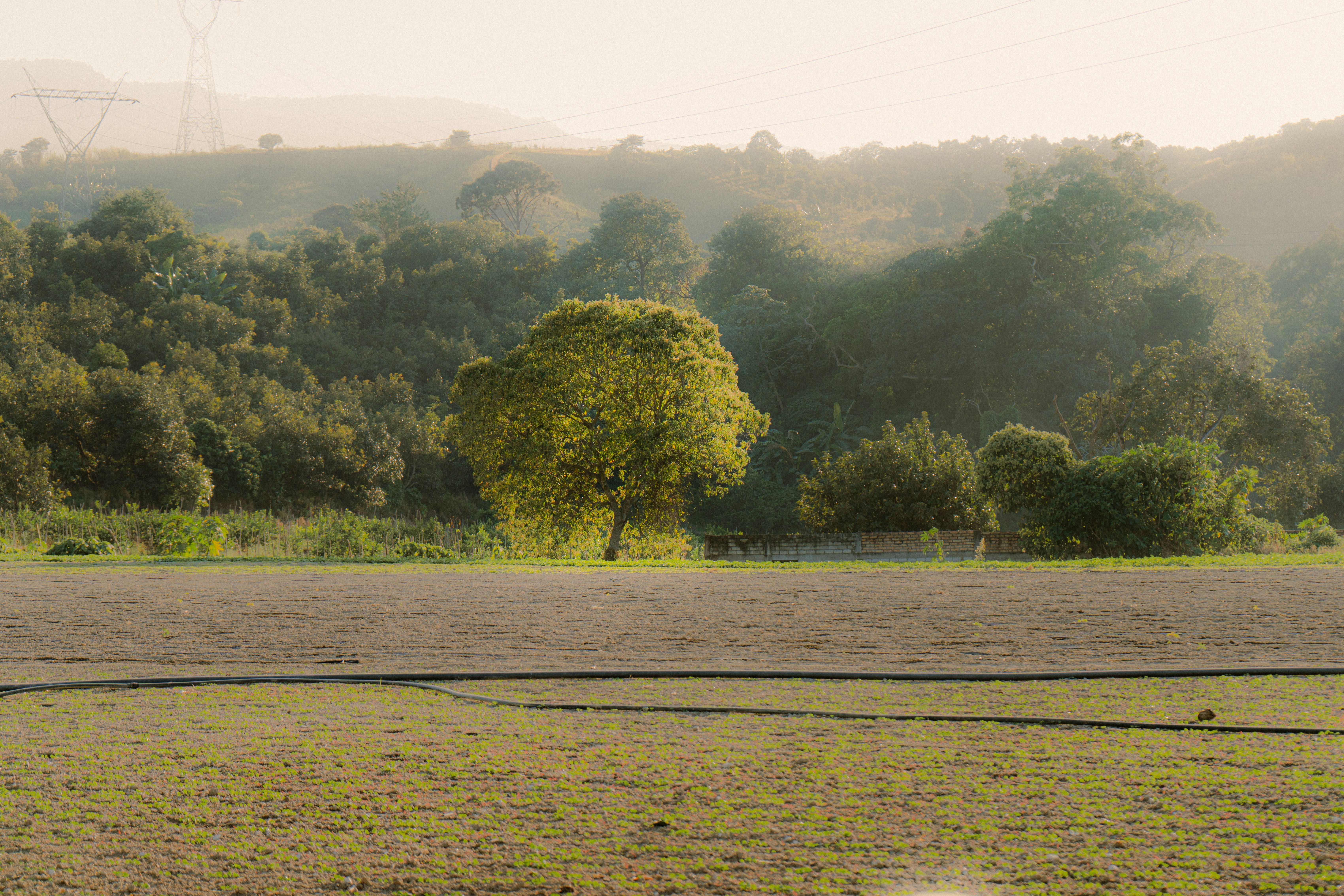 Solitary Green Oak on a Quiet Horizon