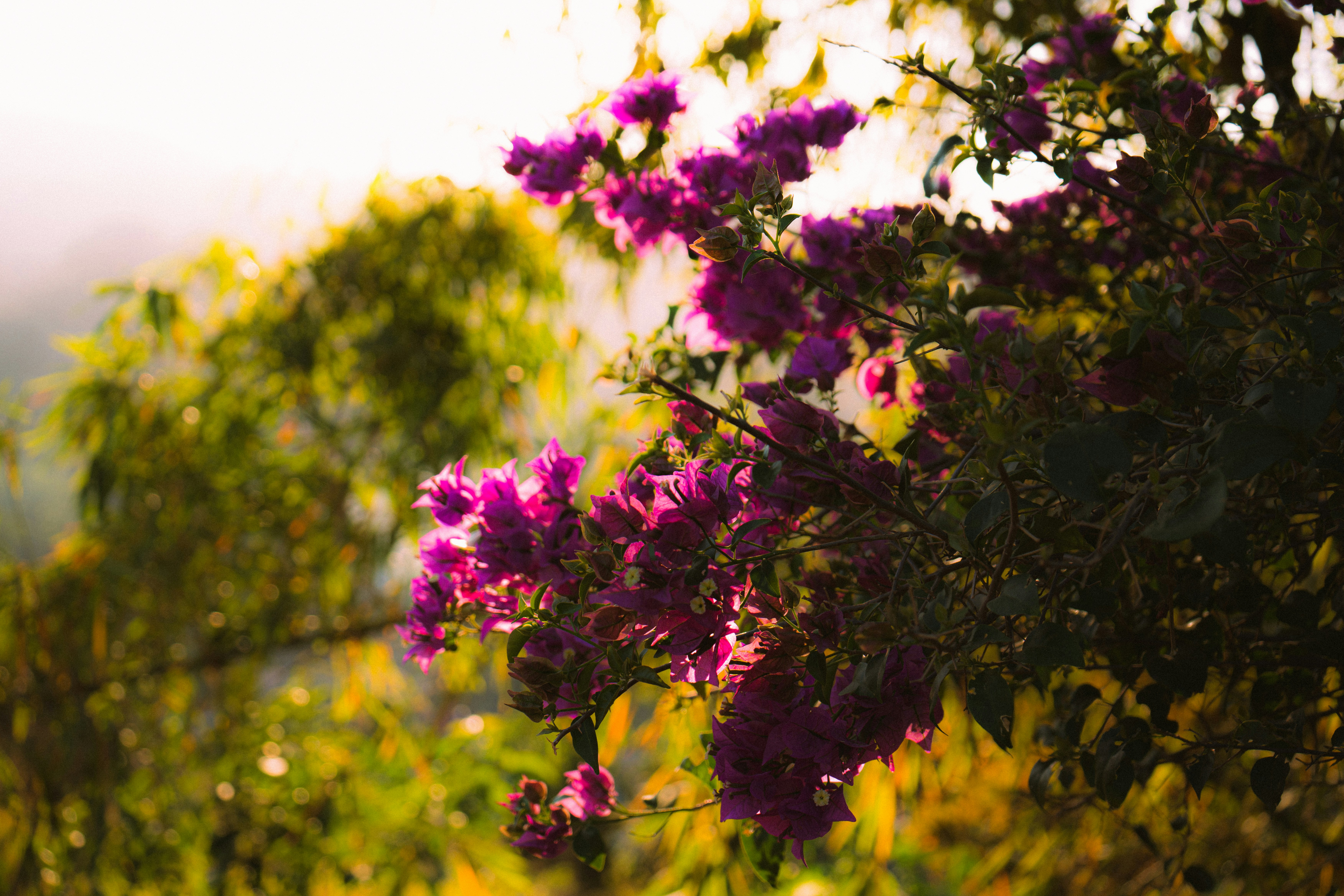 Sunlit Bougainvillea in a Warm Garden Glow