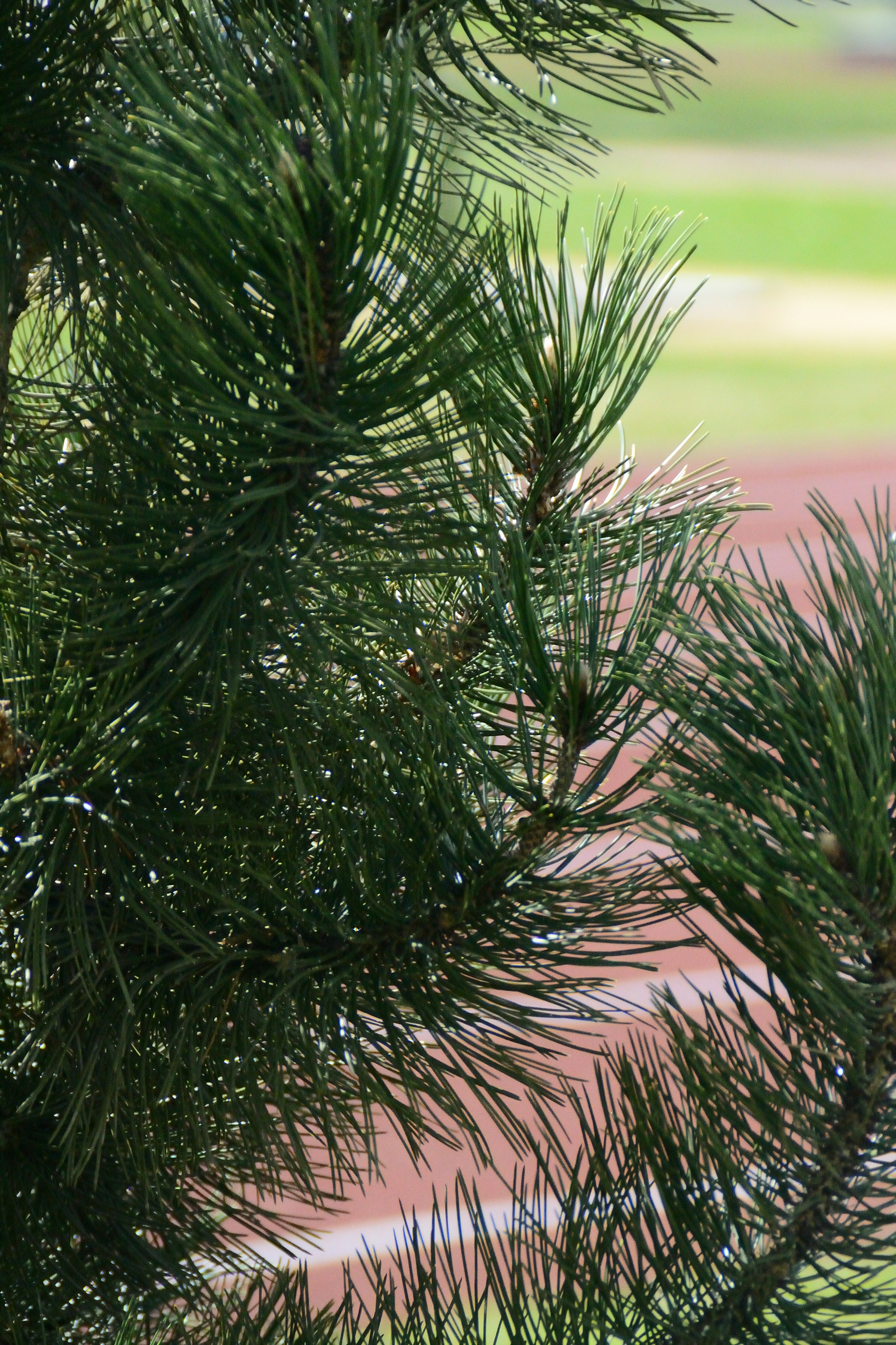 Close-up of pine needles in focus with a blurred garden path background, highlighting texture and natural green tones. Logo/illustration not present.