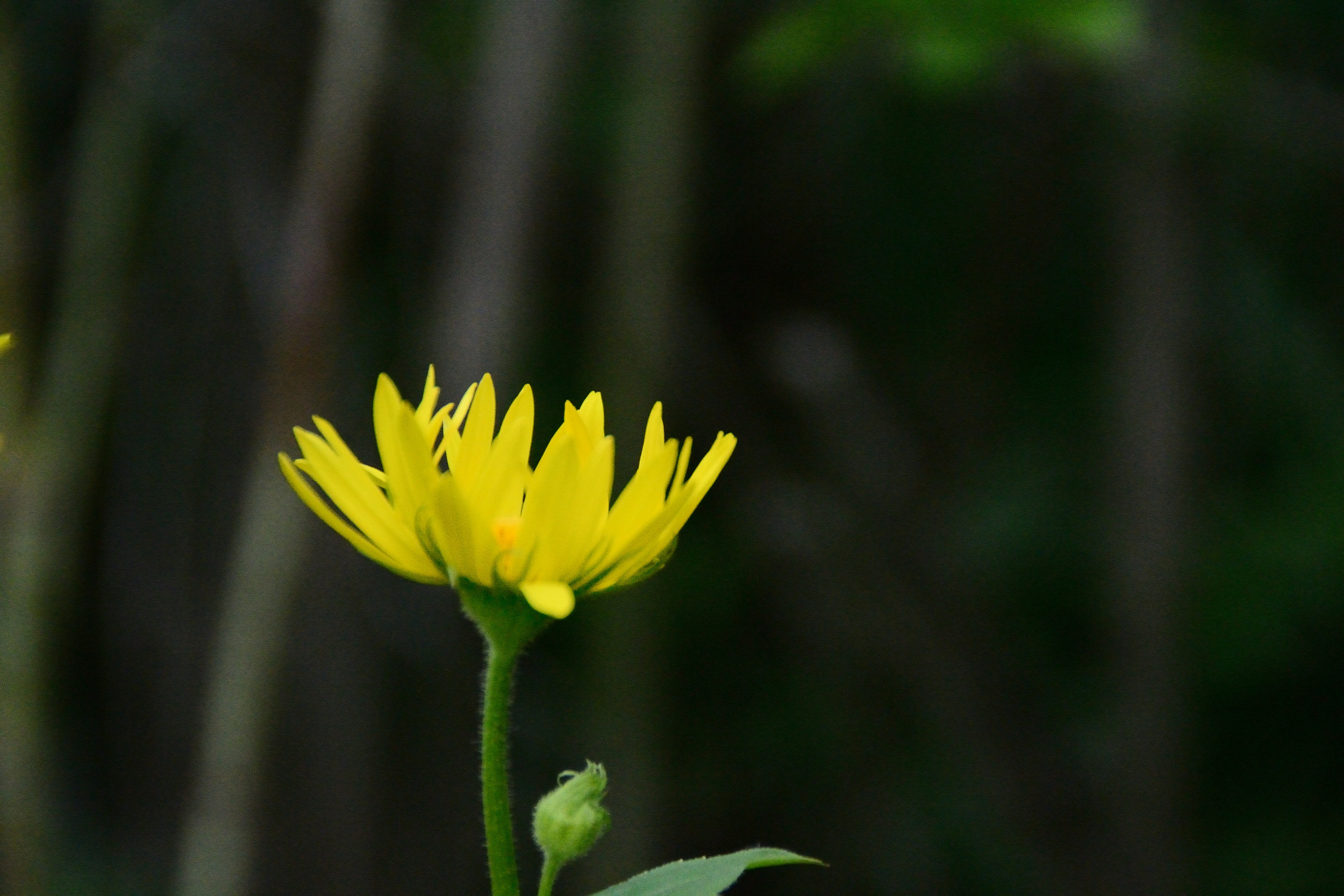 Yellow bloom against shadowed forest edge