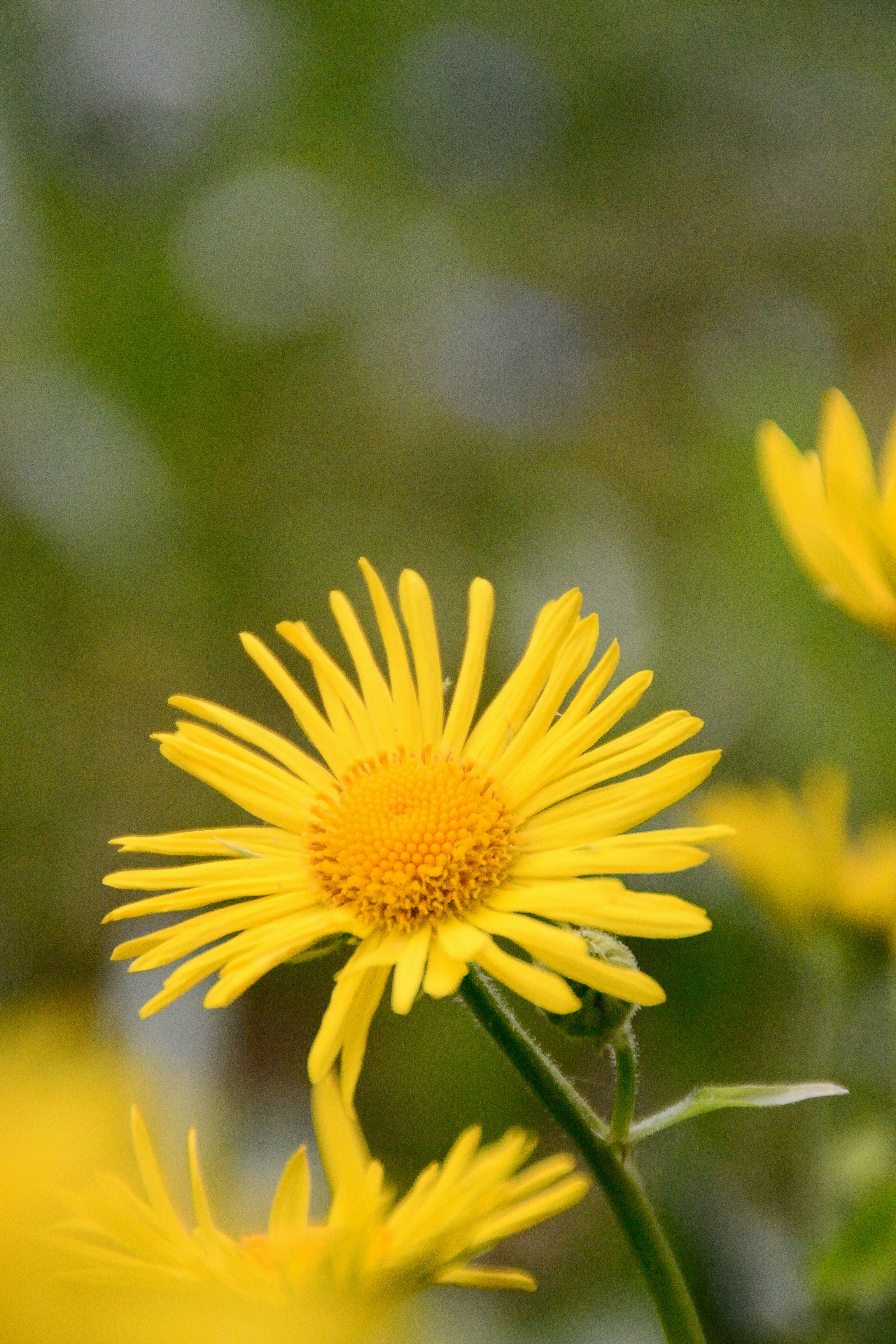 Golden Bloom in Soft Focus: A Sunlit Daisy-like Aster Reaches for the Light