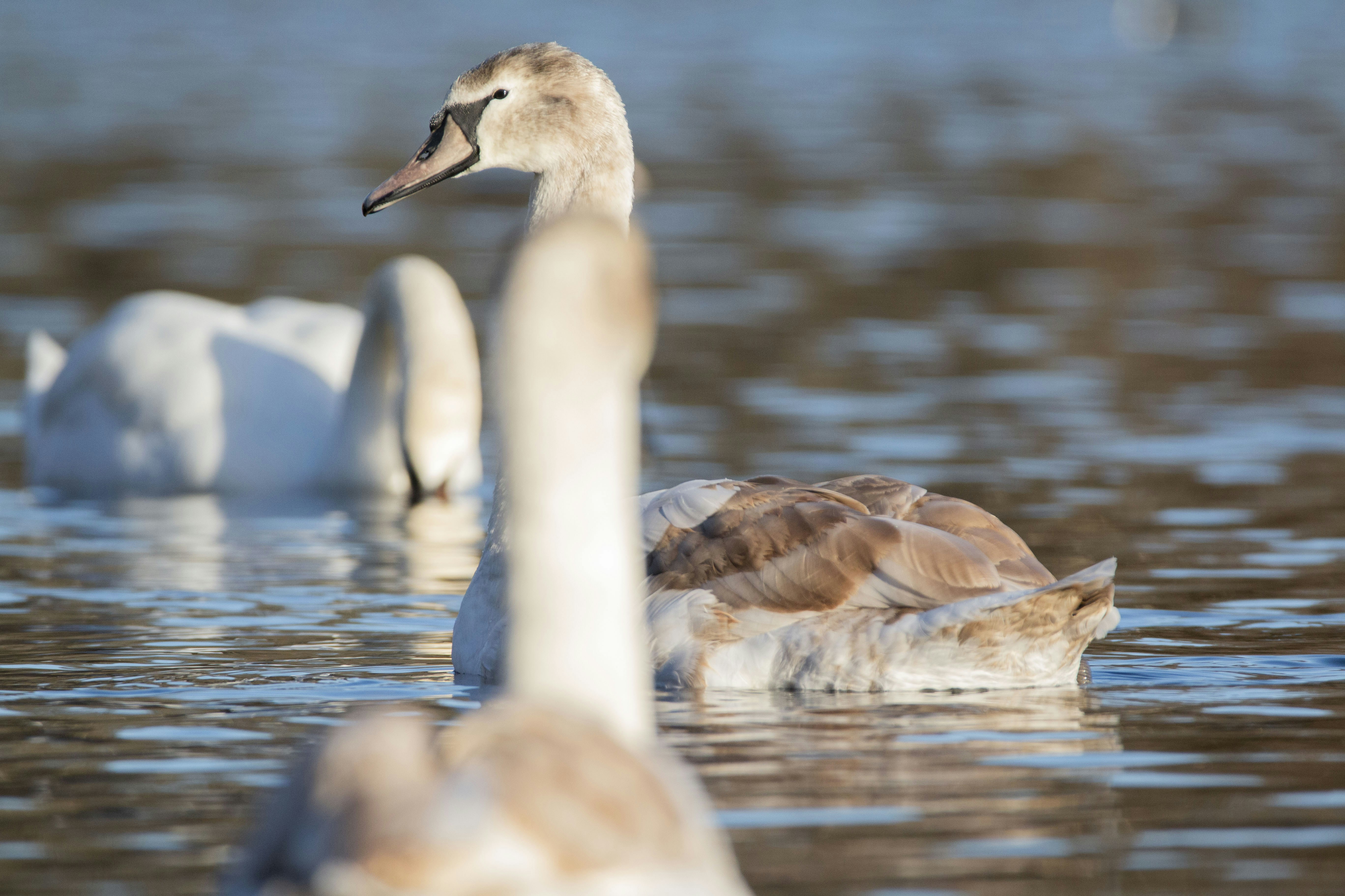 Graceful Swans in Rippling Light