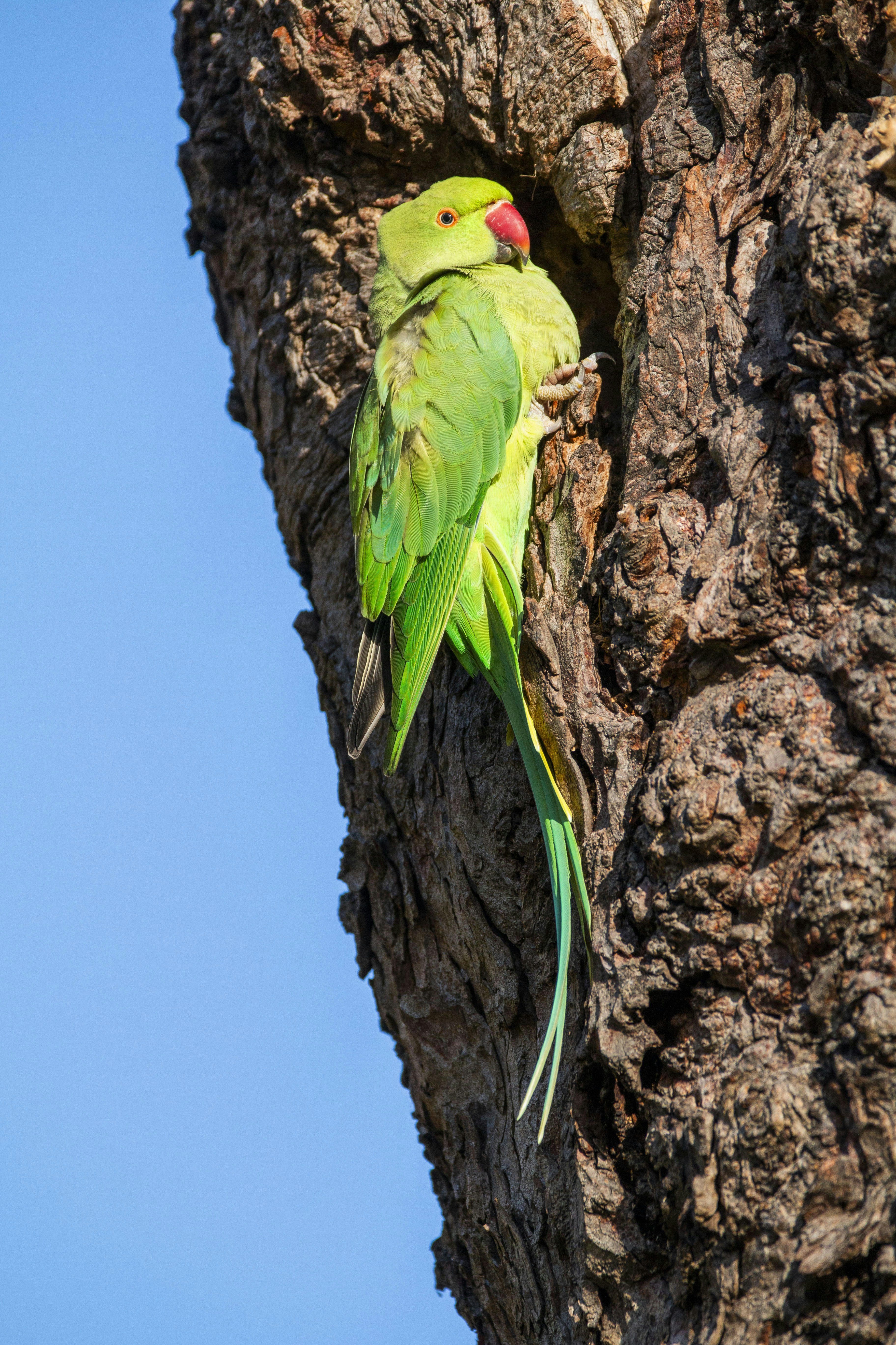 Emerald Parrot Clinging to Bark in Bright Sky